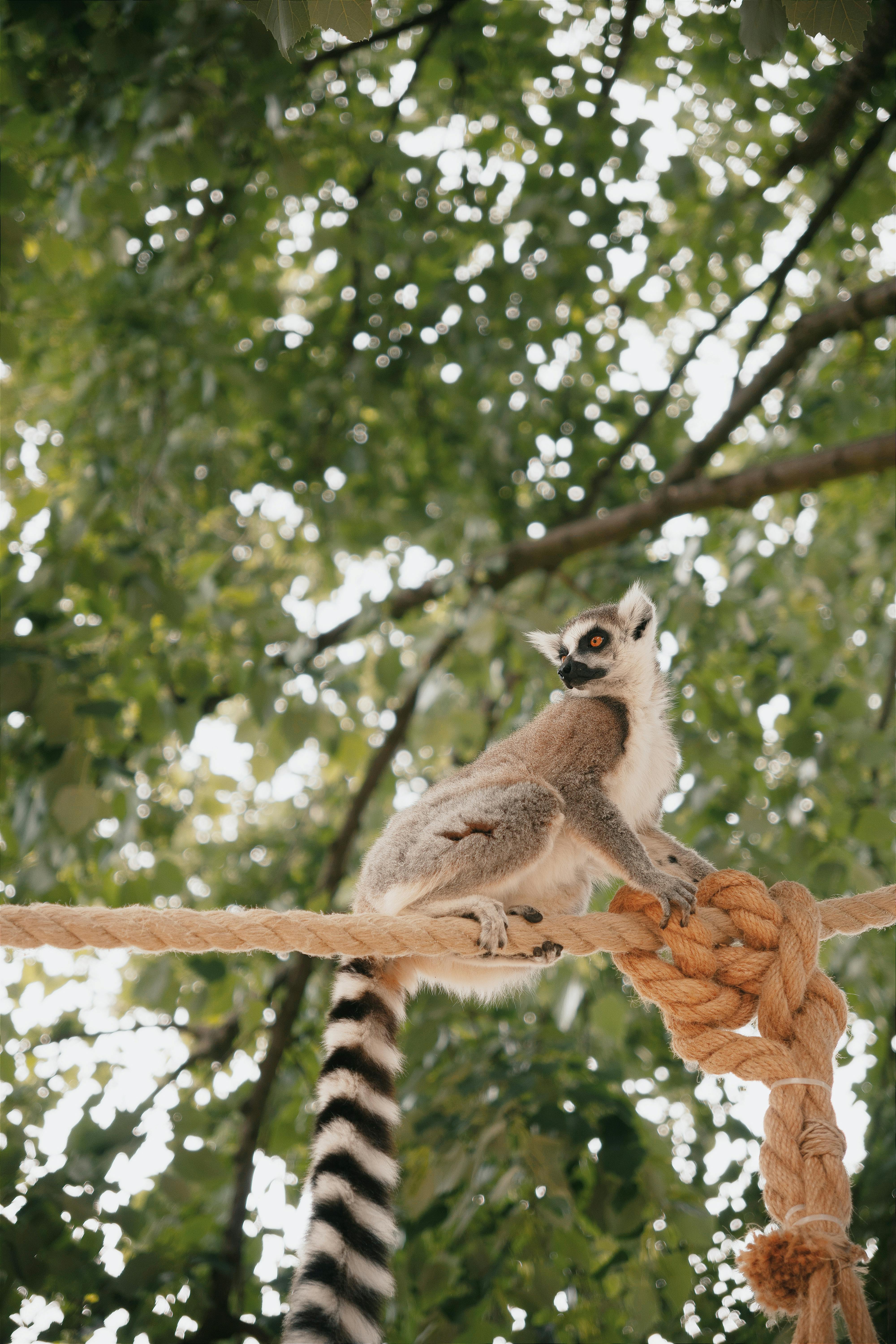 Rope Scale Photos, Download The BEST Free Rope Scale Stock Photos & HD ...
