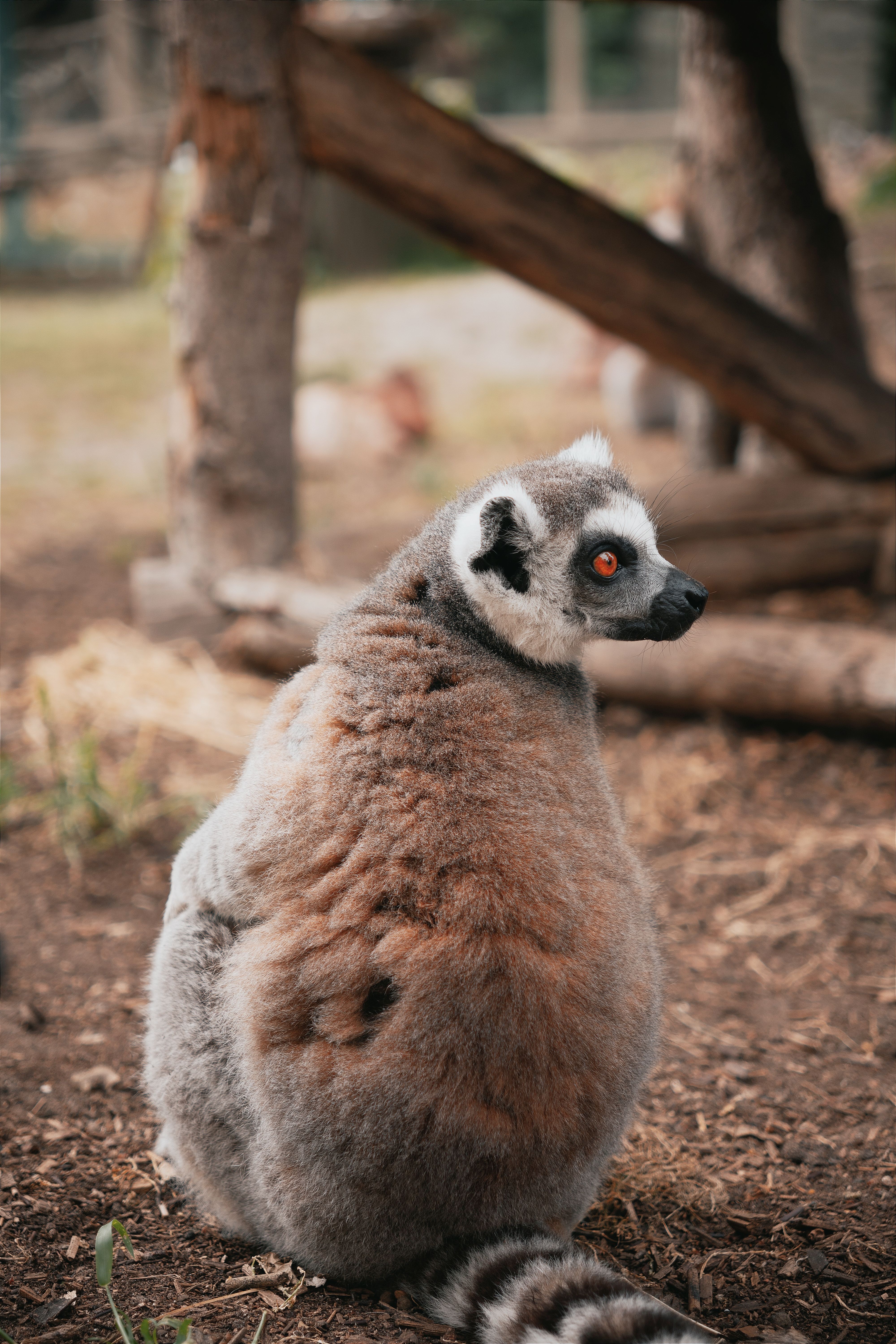 Ring-tailed Lemur Sitting in the Zoo Enclosure · Free Stock Photo