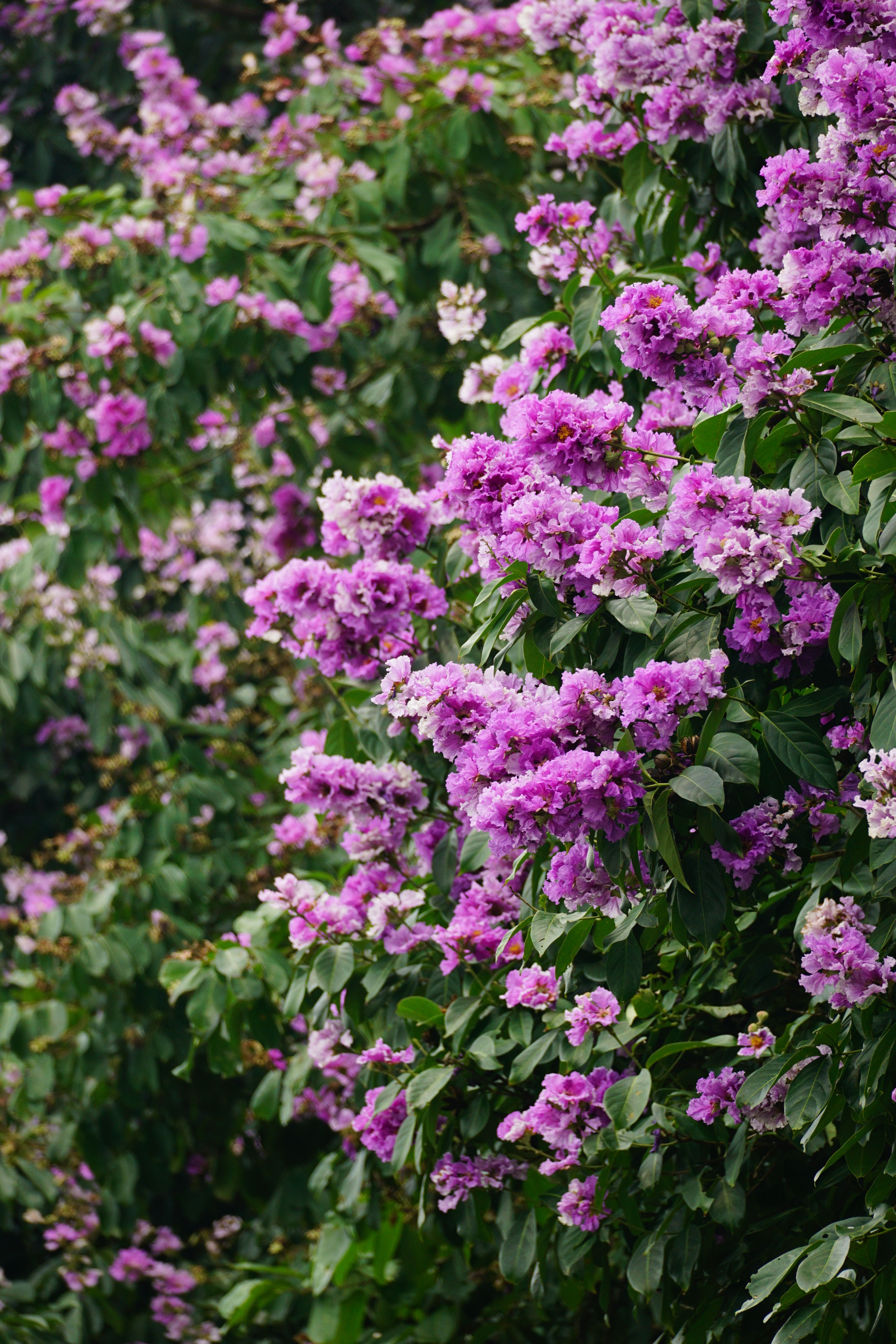 Close-up of a Shrub with Purple Flowers · Free Stock Photo