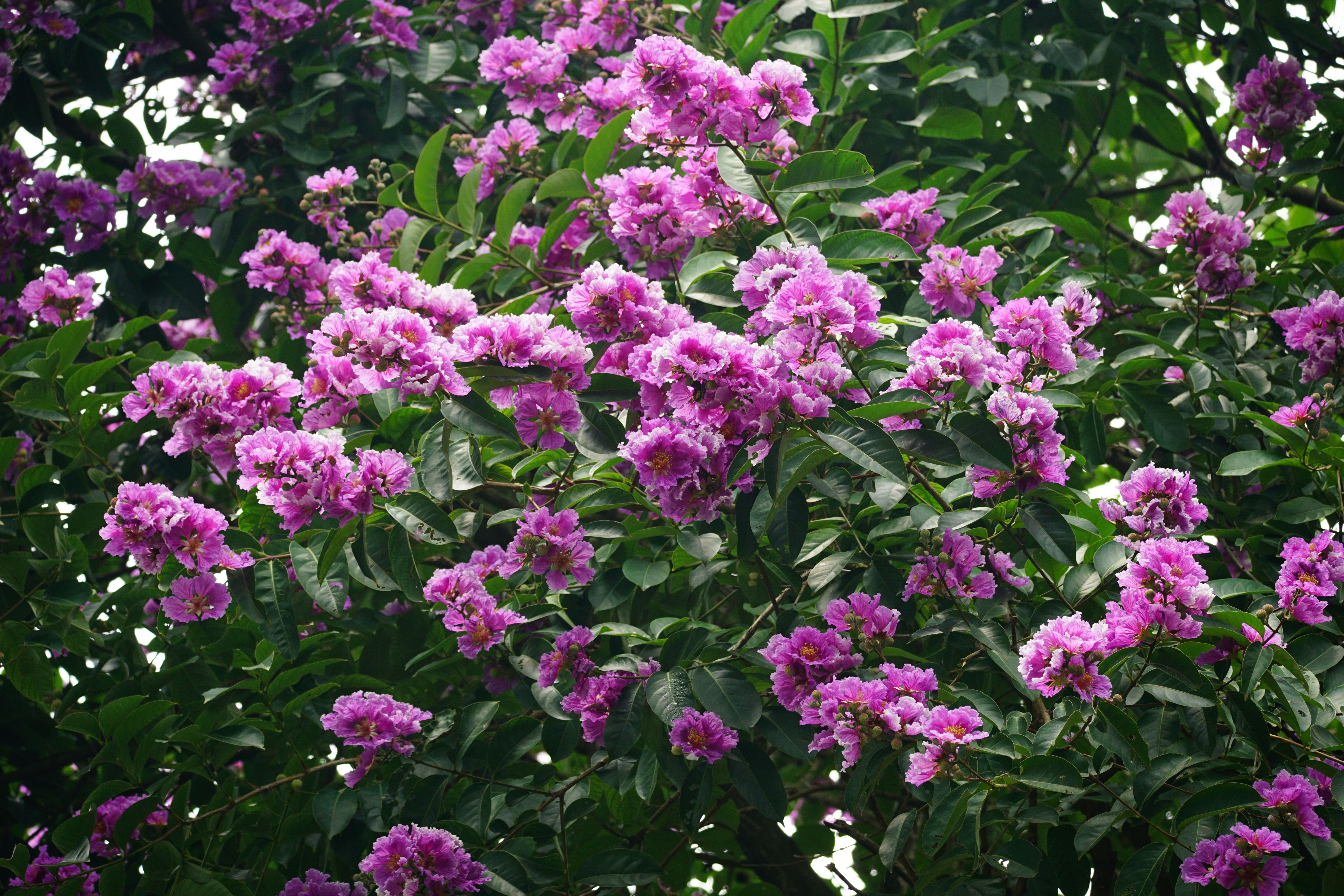 Purple Flowers on a Shrub · Free Stock Photo