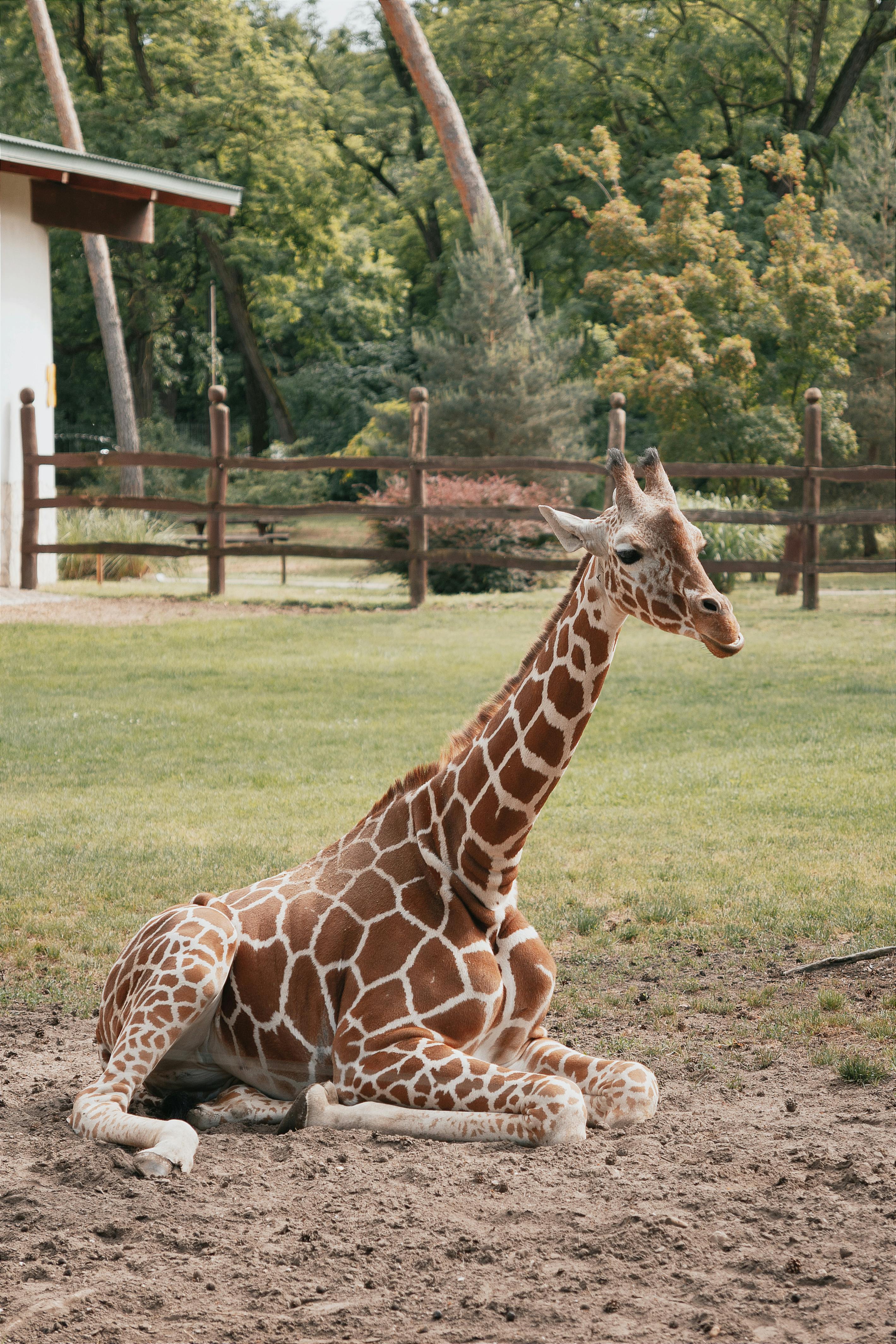 Lying Baby Giraffe · Free Stock Photo