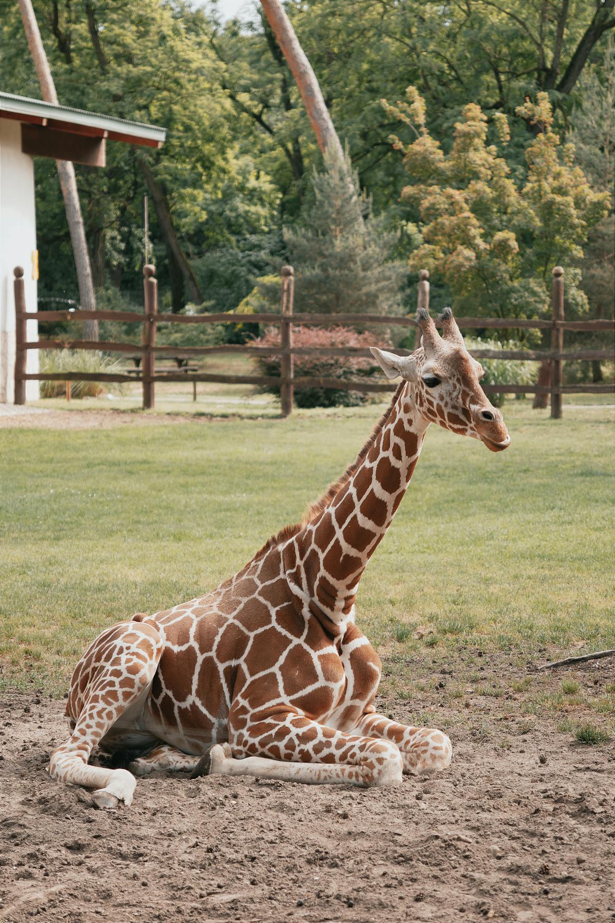 Giraff Photos, Download The BEST Free Giraff Stock Photos & HD Images