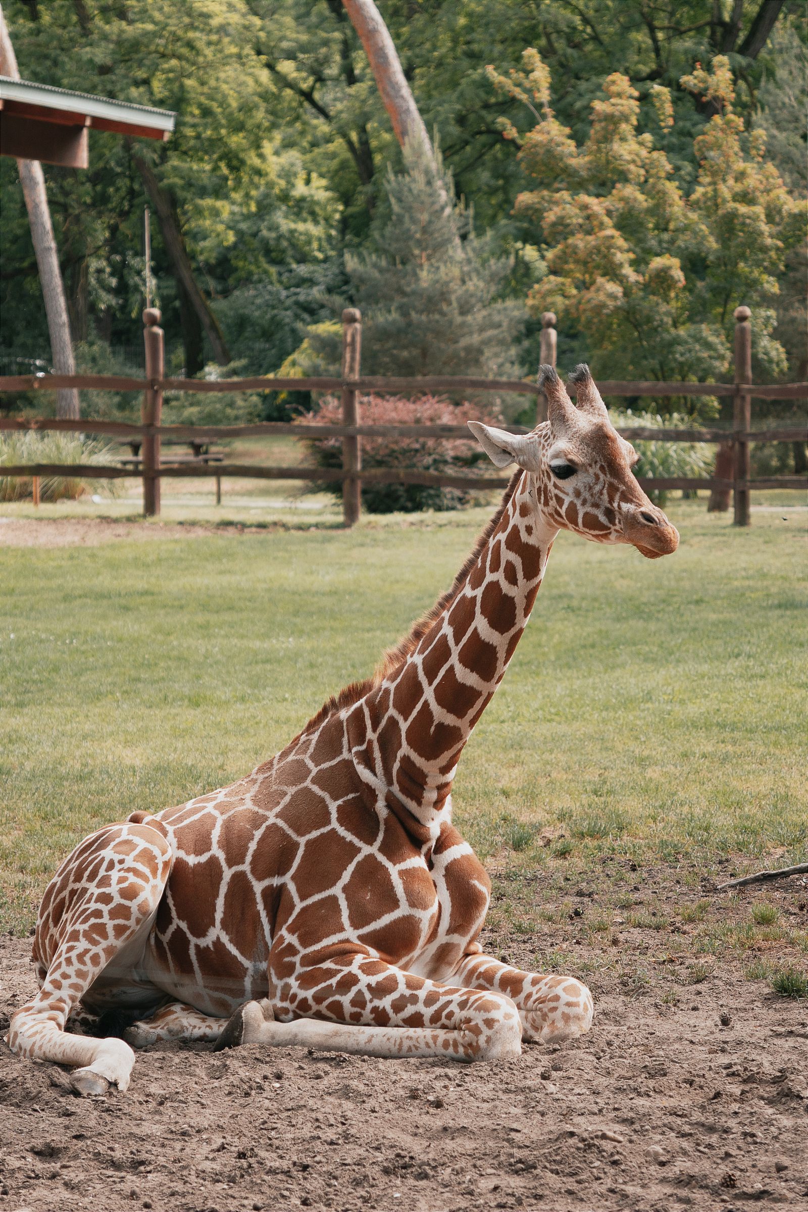 Baby Giraffe Photos, Download The BEST Free Baby Giraffe Stock Photos ...