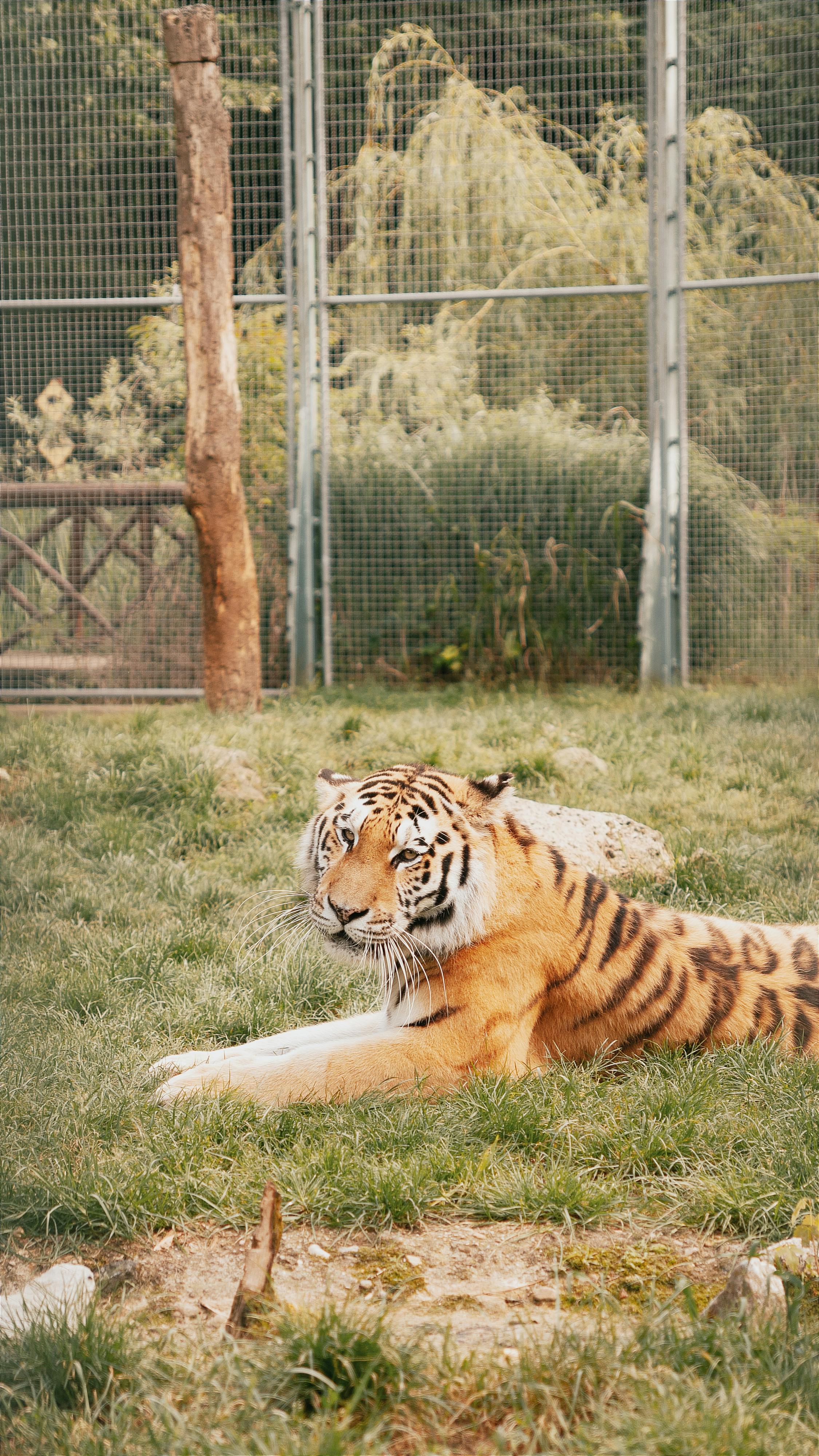 A Tiger in a Zoo · Free Stock Photo