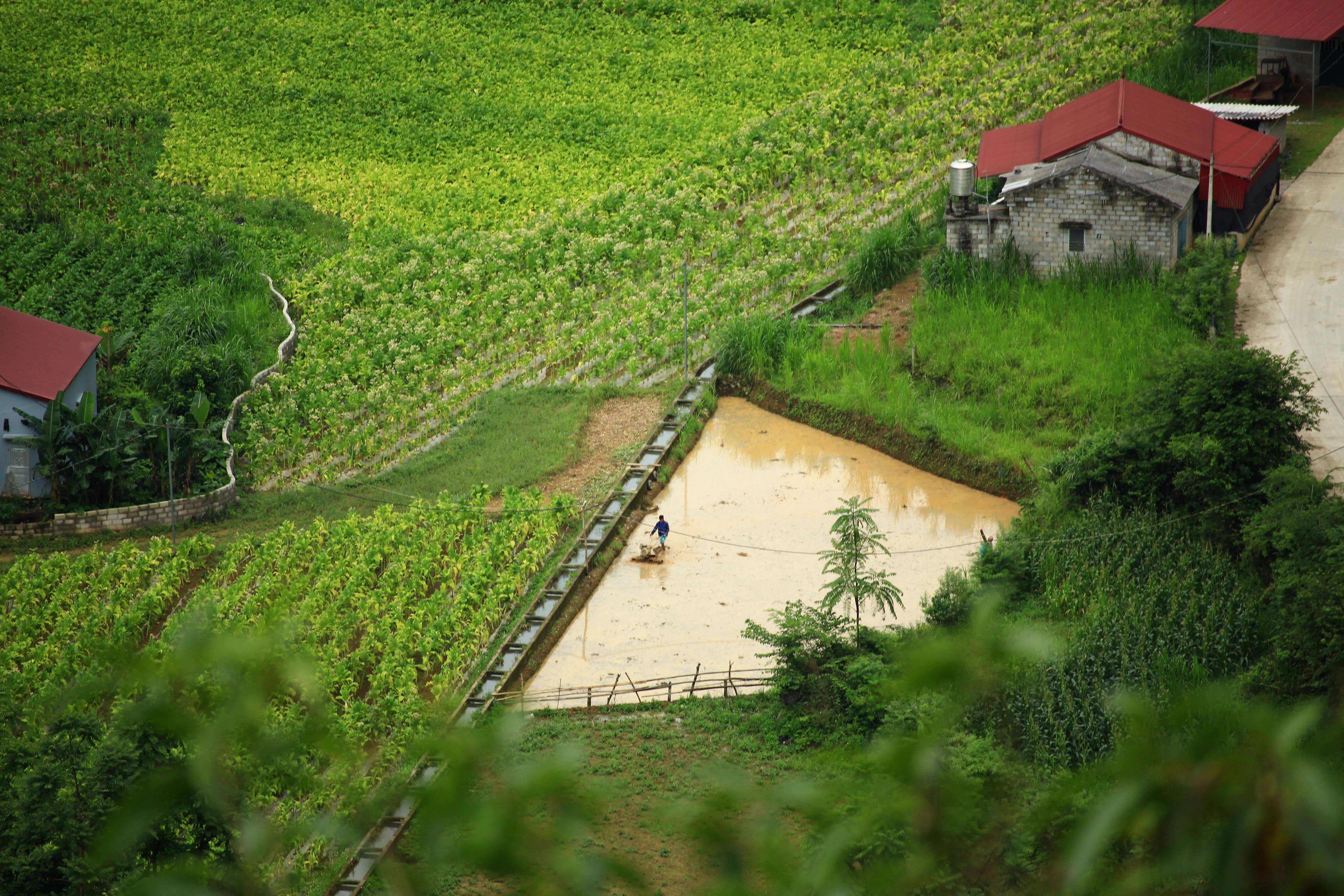 Communal Farming Photos, Download The BEST Free Communal Farming Stock ...