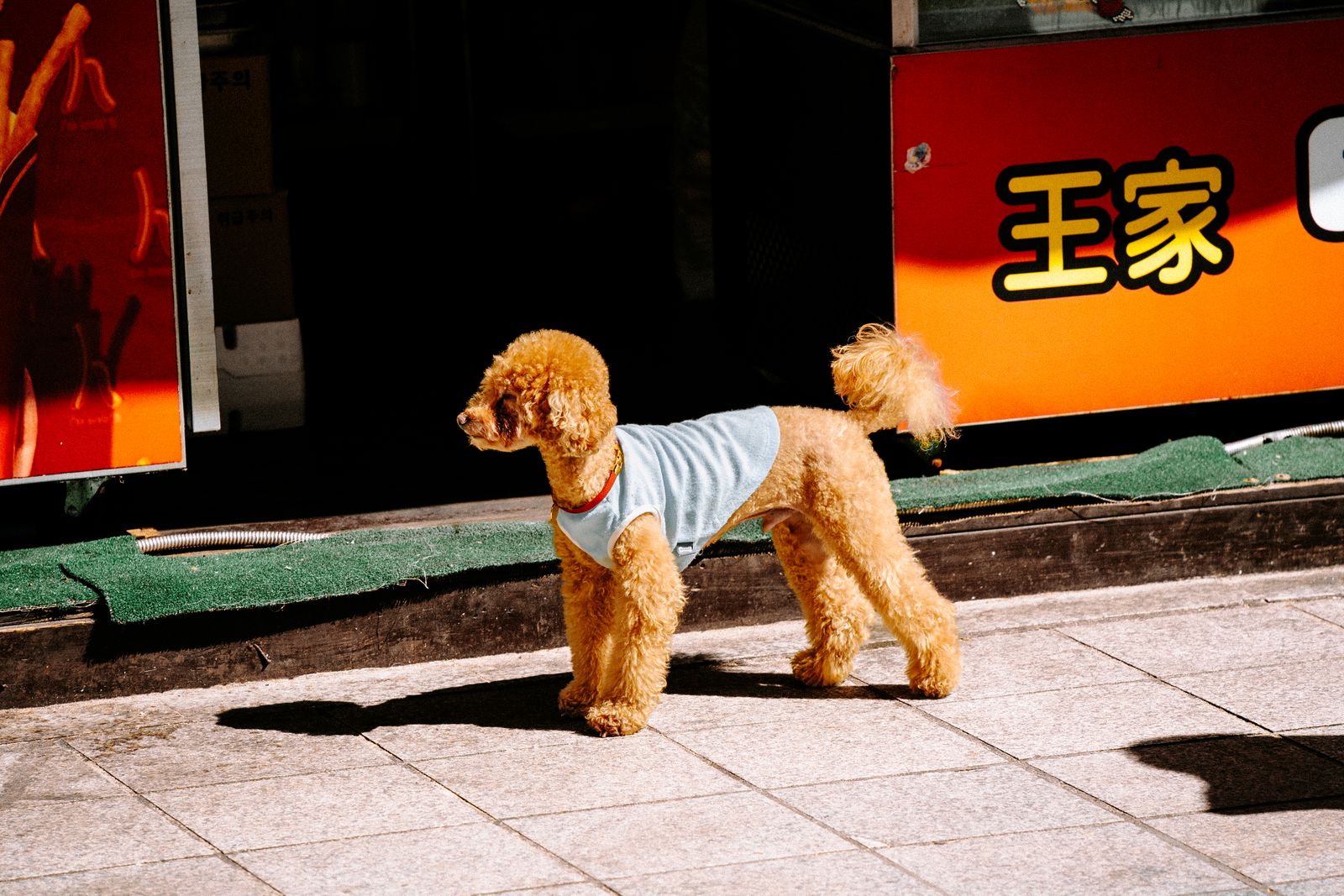 300.681+ Fotos y Imágenes de Perro con traje Gratis · Banco de Fotos Gratis