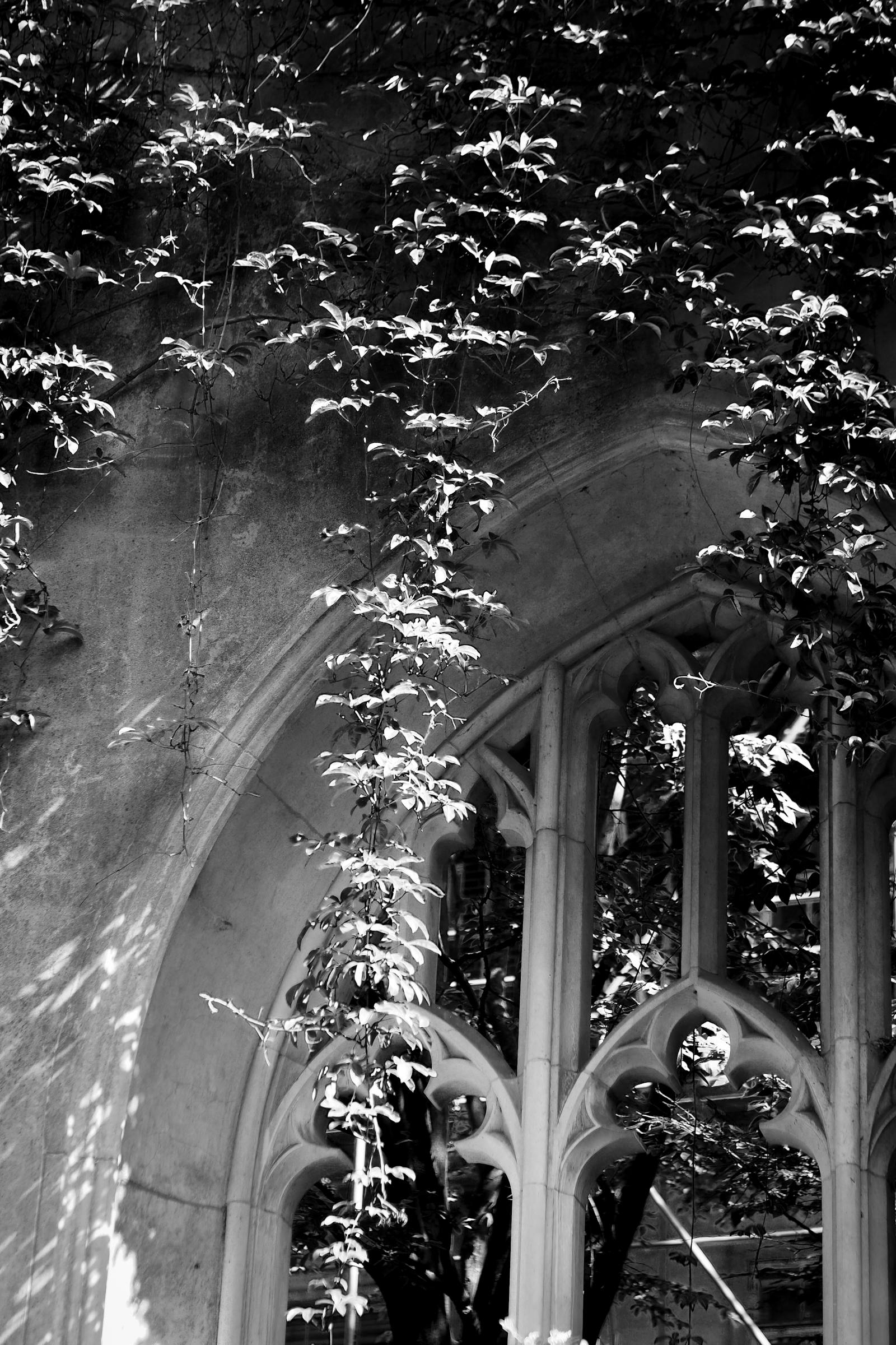 Arched Window Photos, Download The BEST Free Arched Window Stock Photos ...