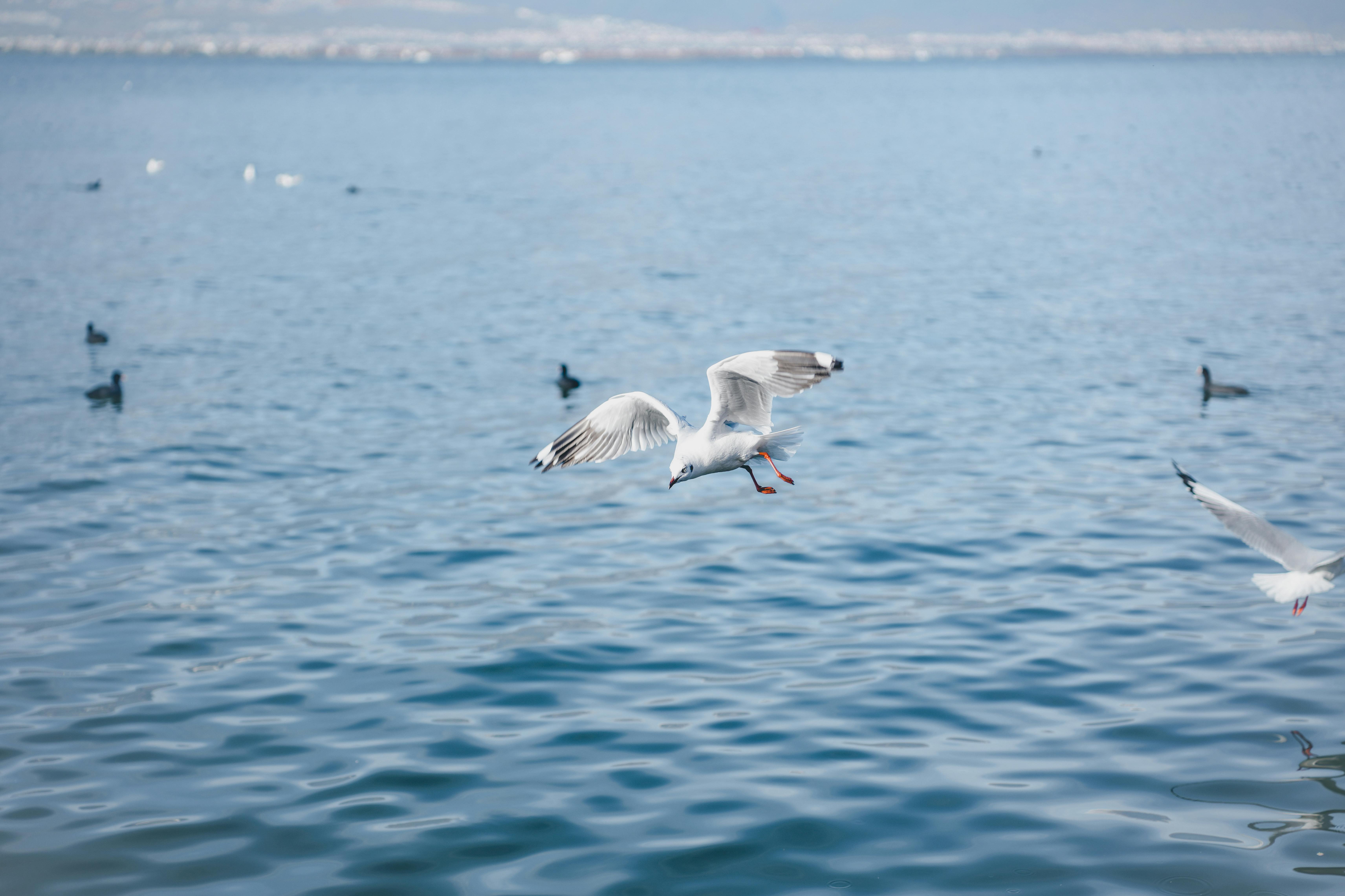 Seagull Flying on Sea Coast · Free Stock Photo