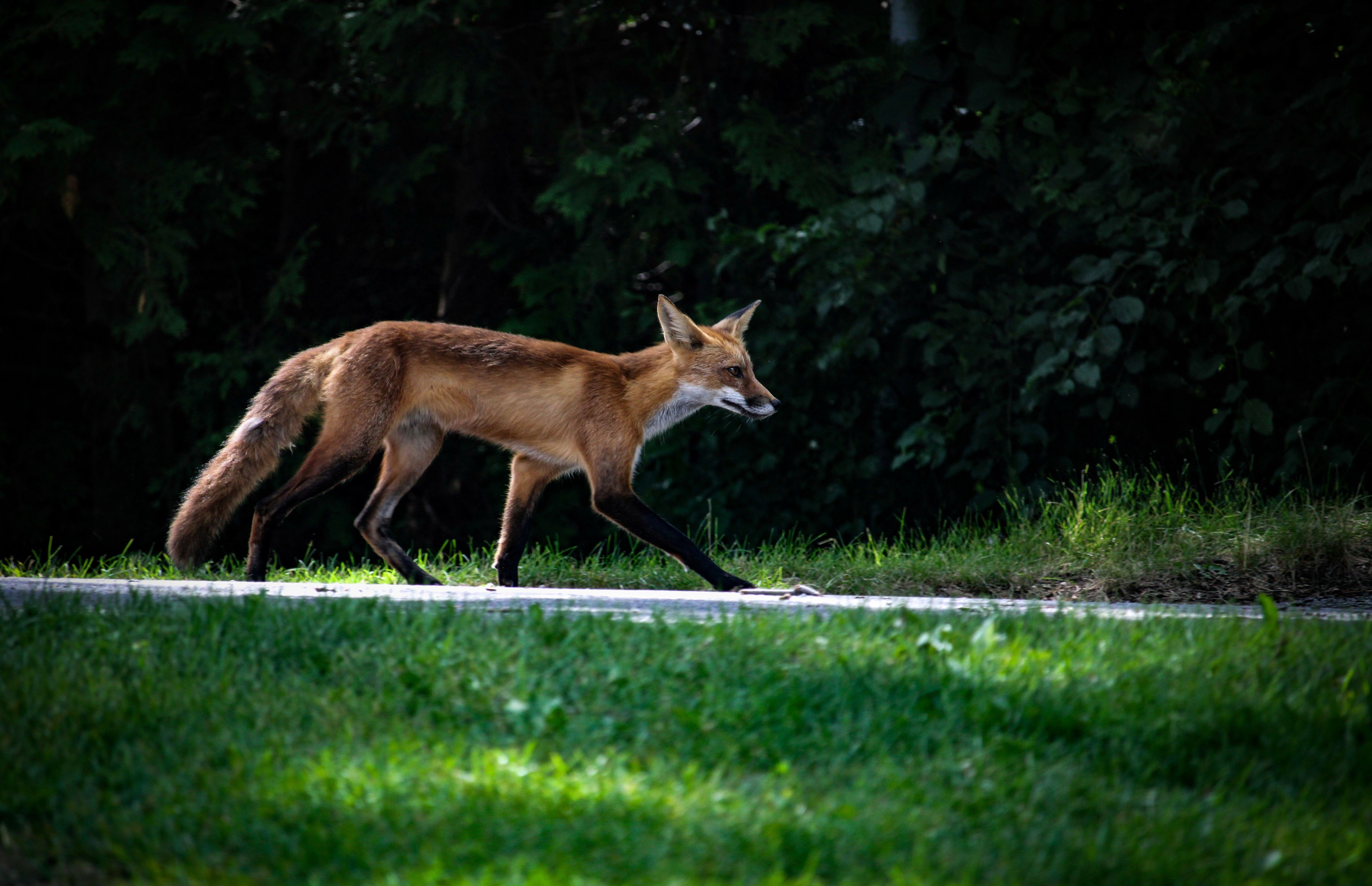 Fox in Nature · Free Stock Photo