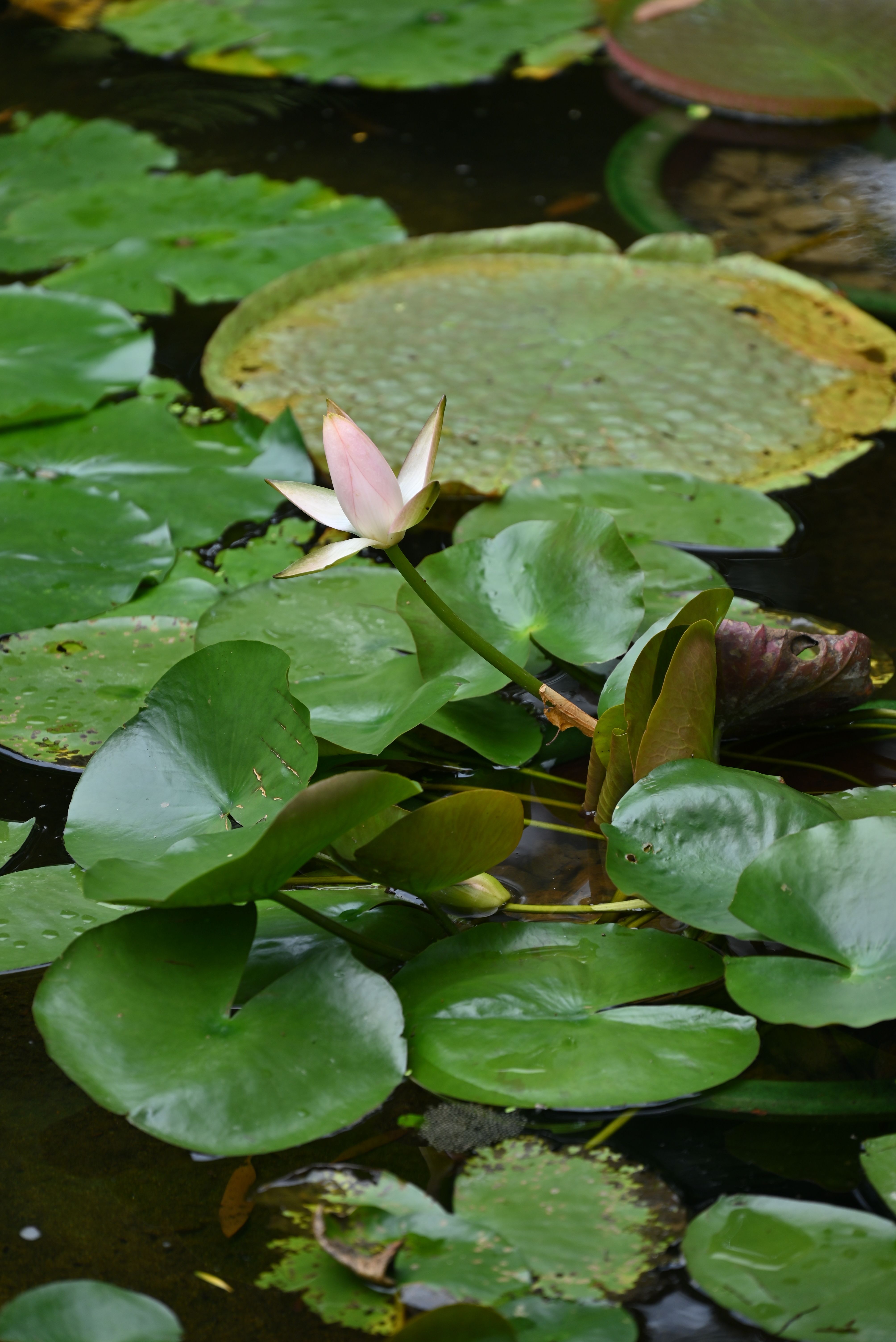 Close-up of a Lotus Flower and Leaves in a Body of Water · Free Stock Photo