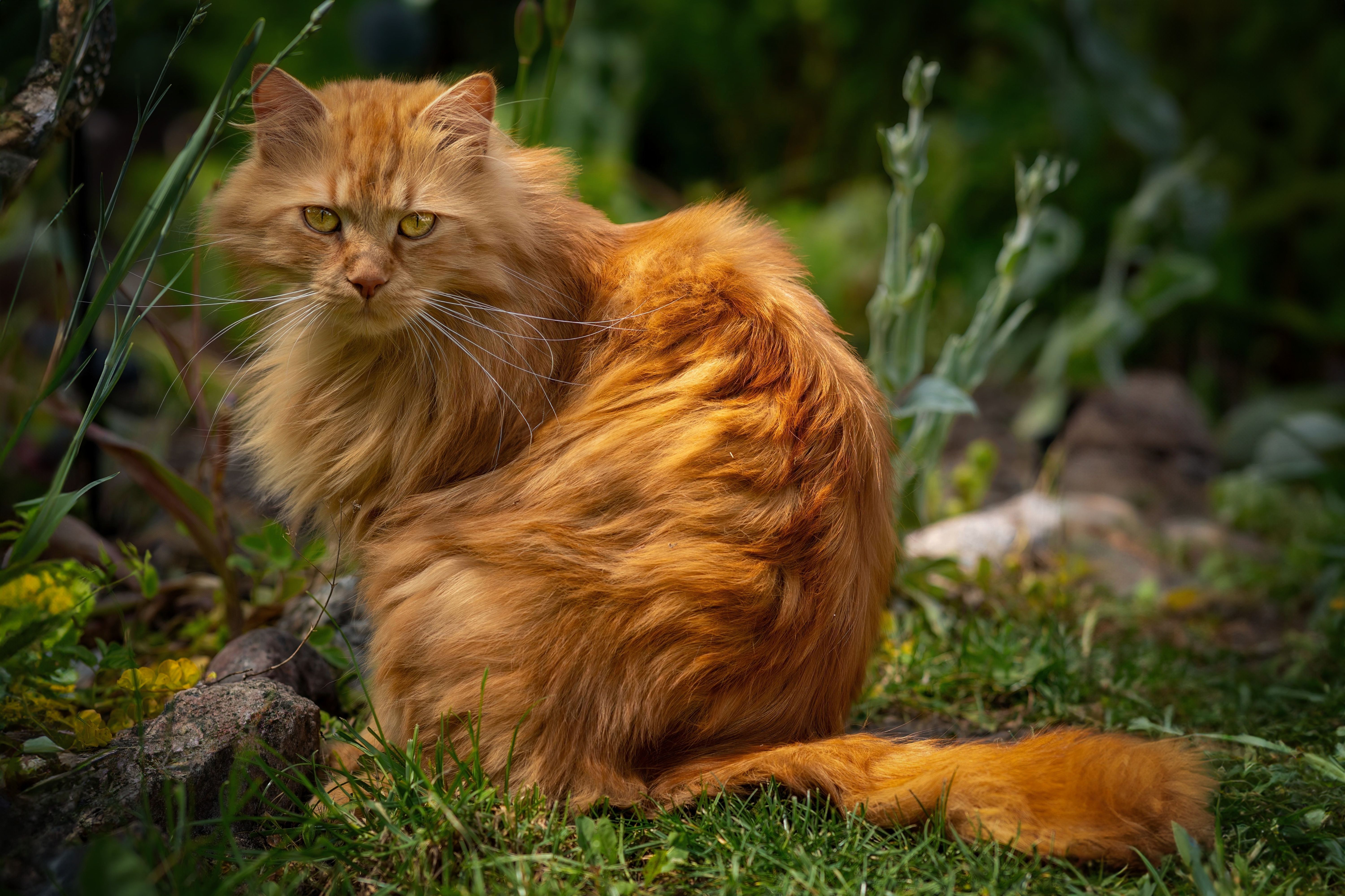 Ginger Cat Sitting on Grass · Free Stock Photo