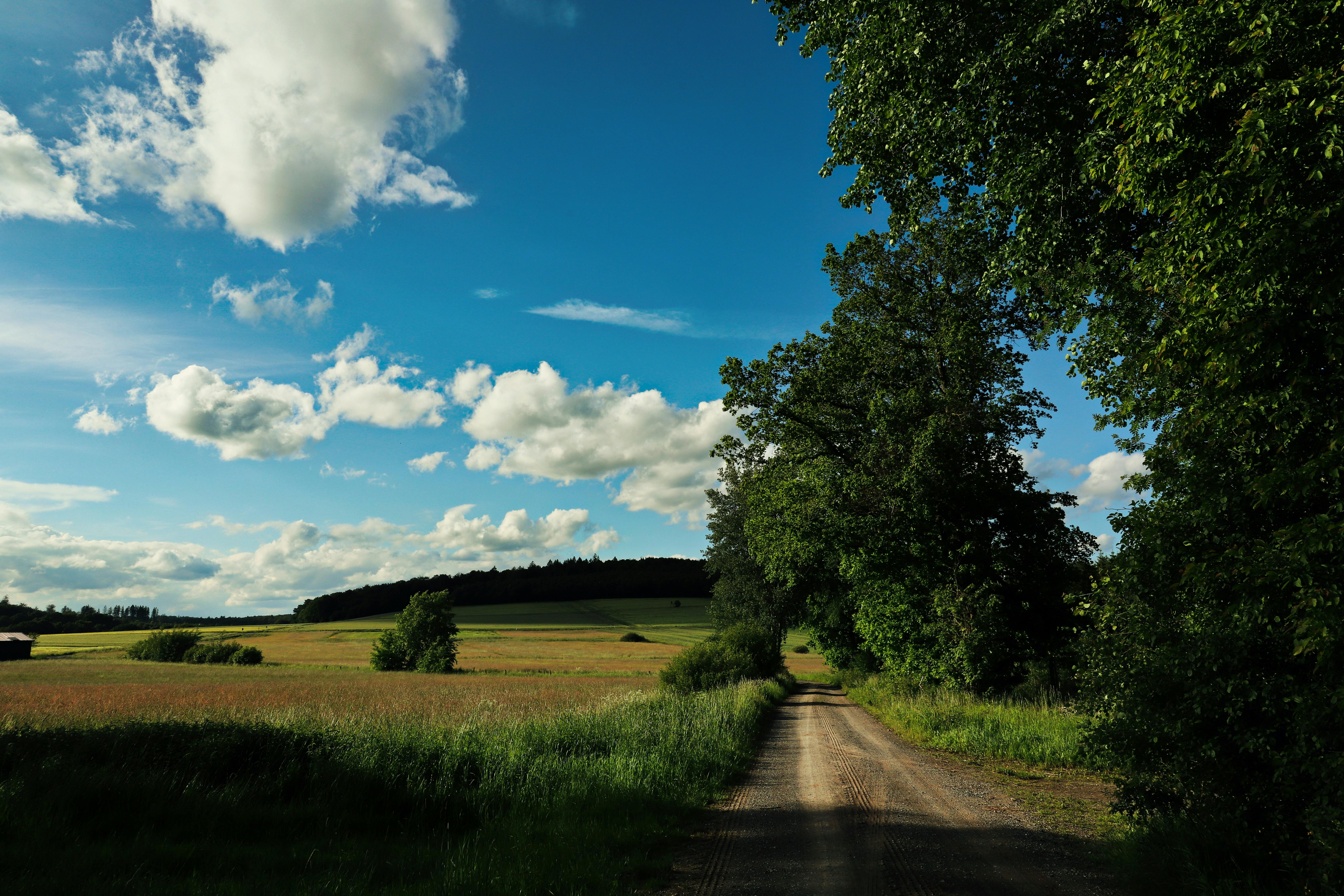 Dirt Road in Countryside · Free Stock Photo