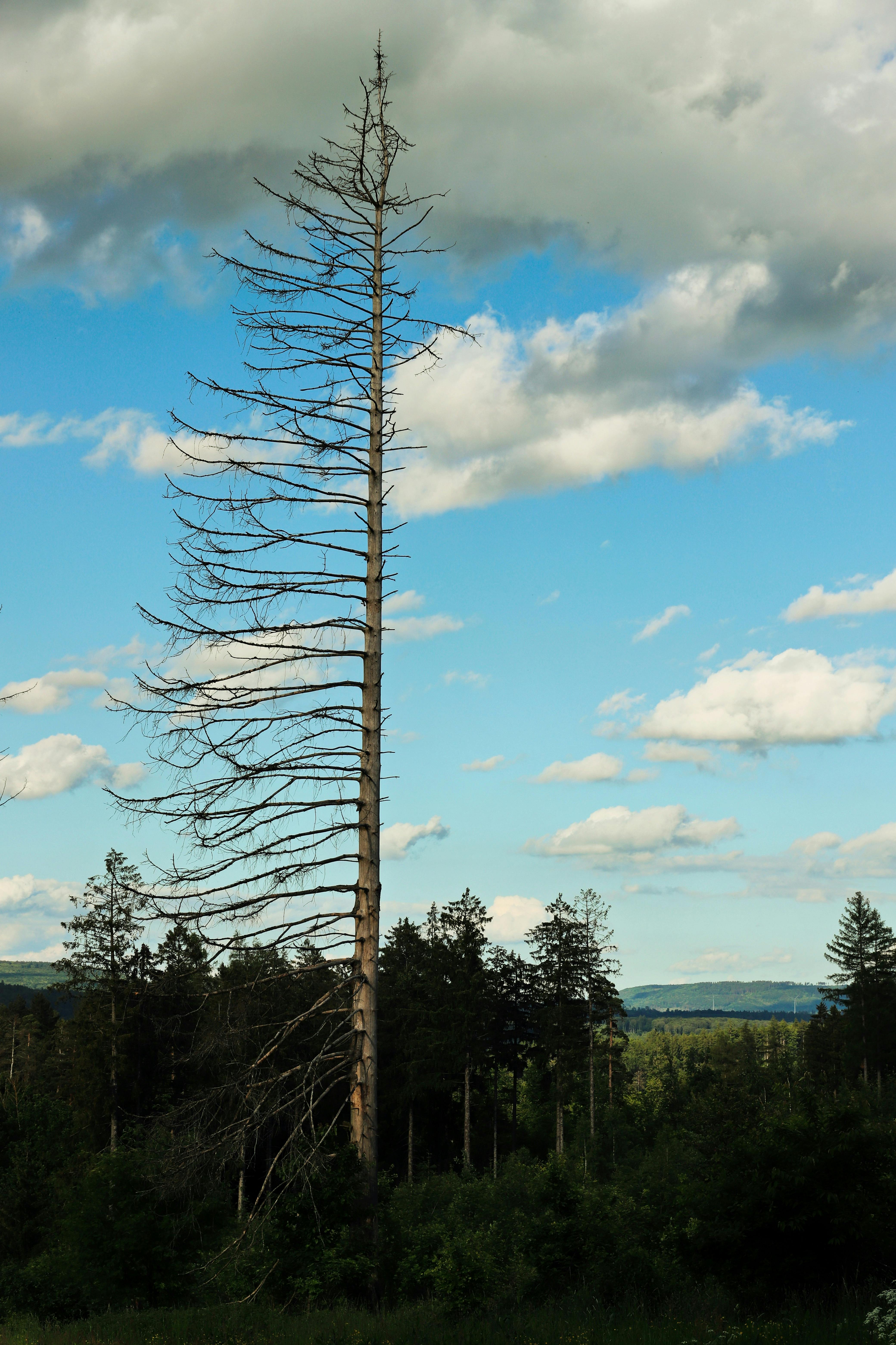 Baum · Free Stock Photo