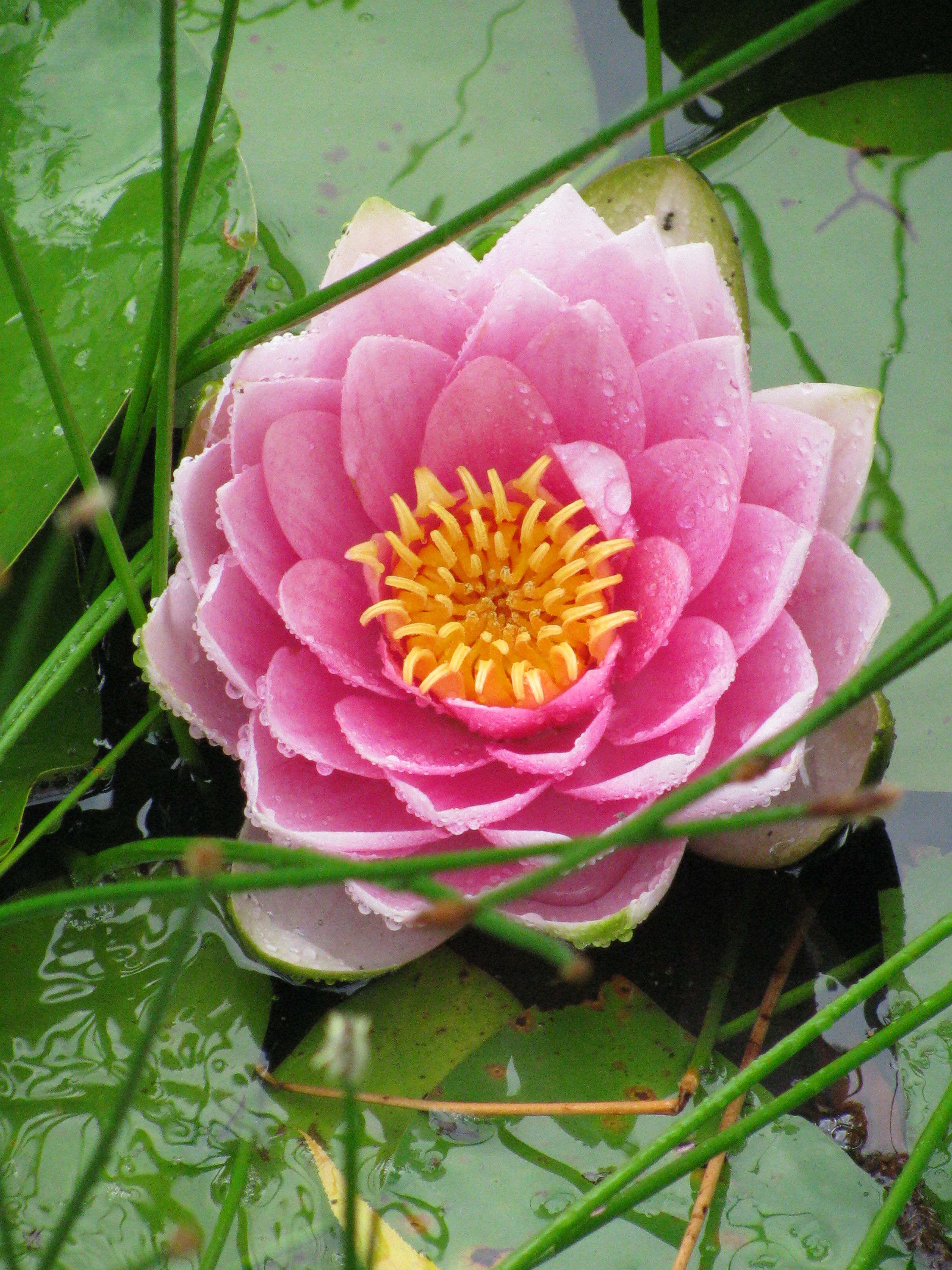 Bloem In Bloom Photos, Download The BEST Free Bloem In Bloom Stock ...