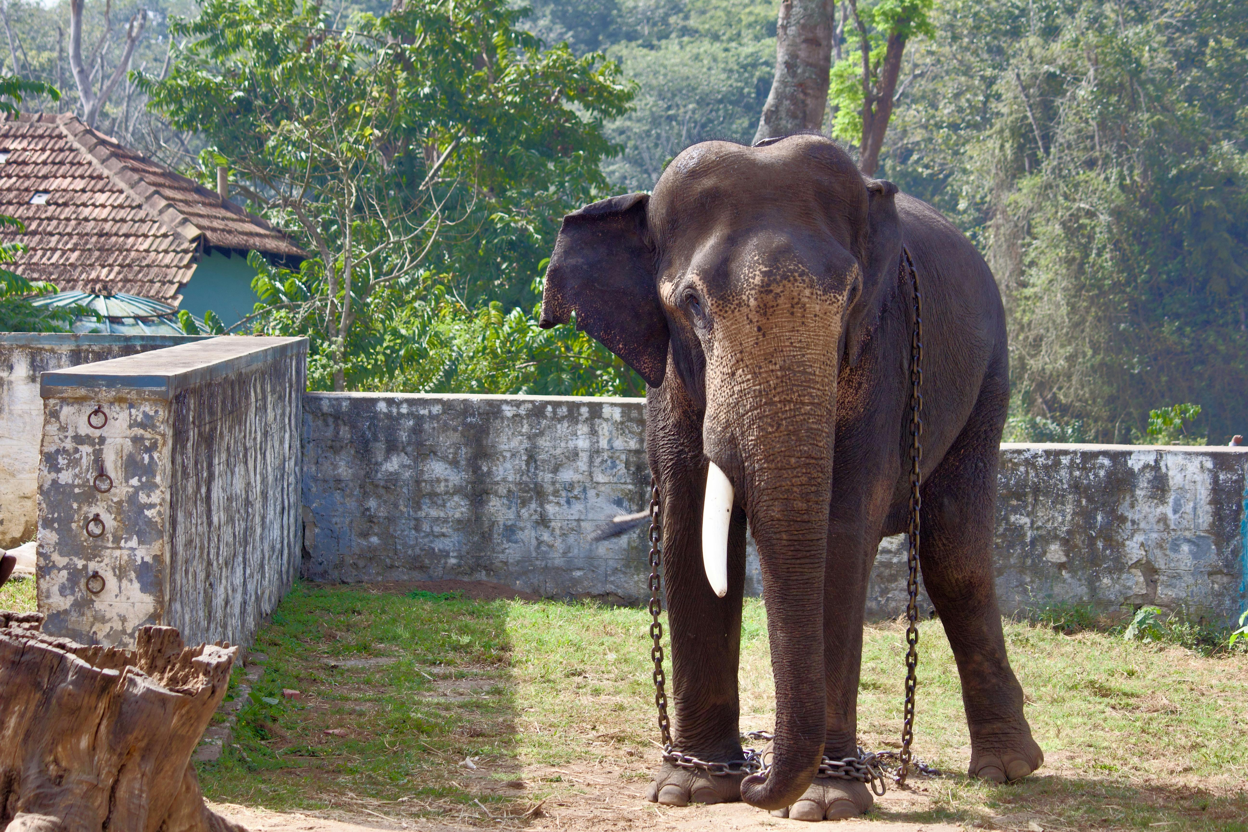 Elephant at Farm · Free Stock Photo