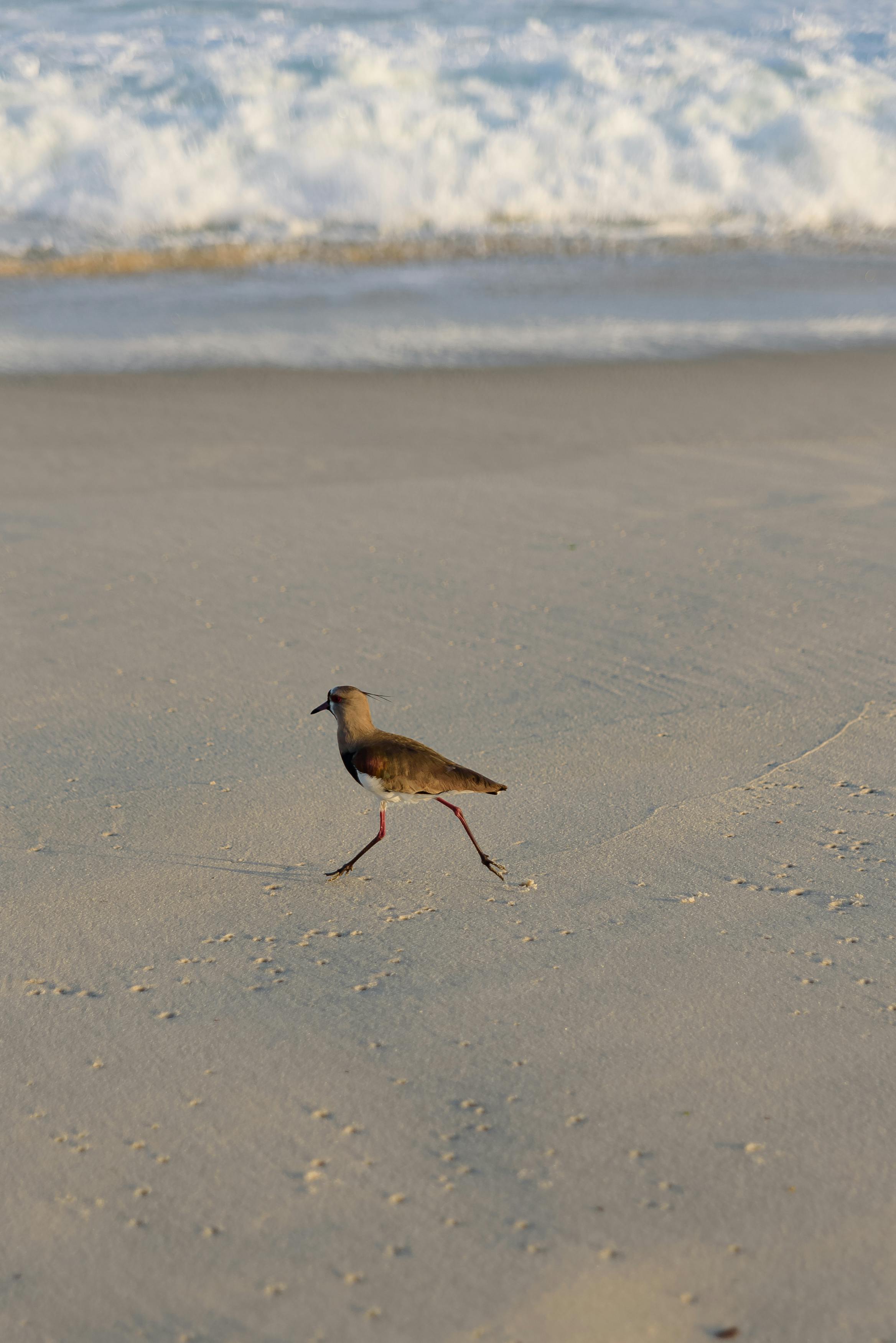 100.000+ melhores imagens de Dancing Free Use Wallpaper · Download 100% ...