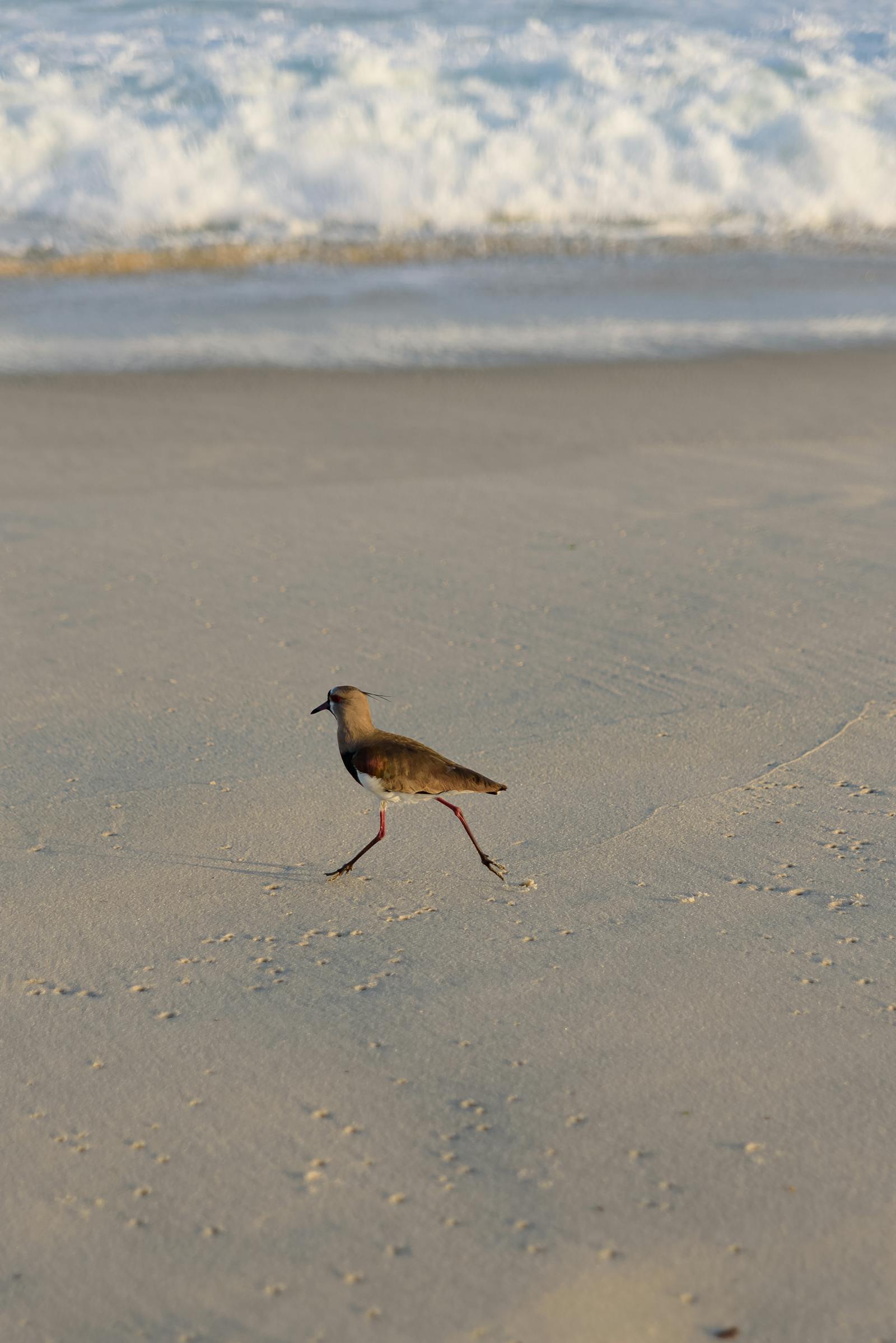 Southern Bird Images Photos, Download The BEST Free Southern Bird ...