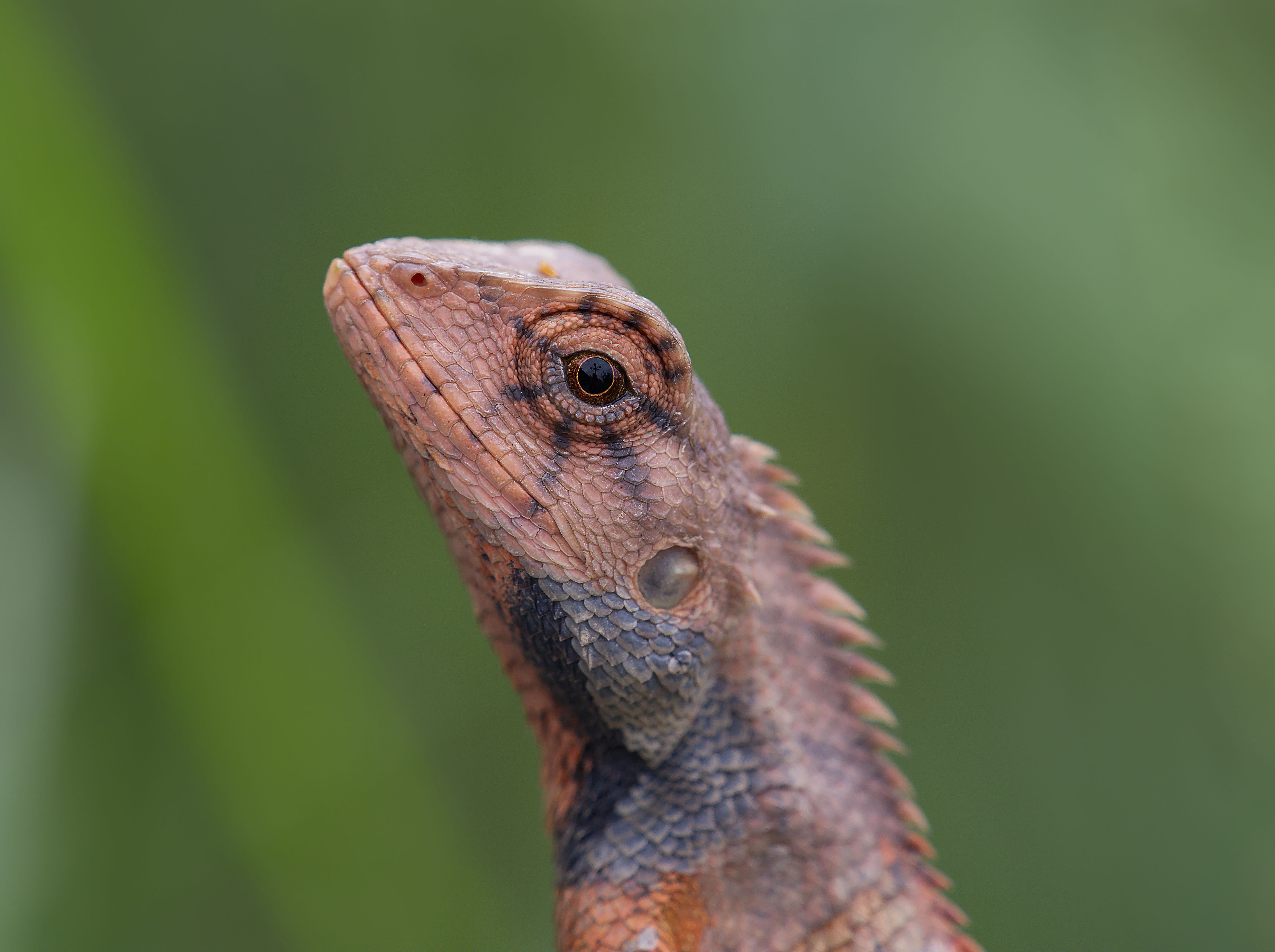 Side View of a Small Lizard · Free Stock Photo
