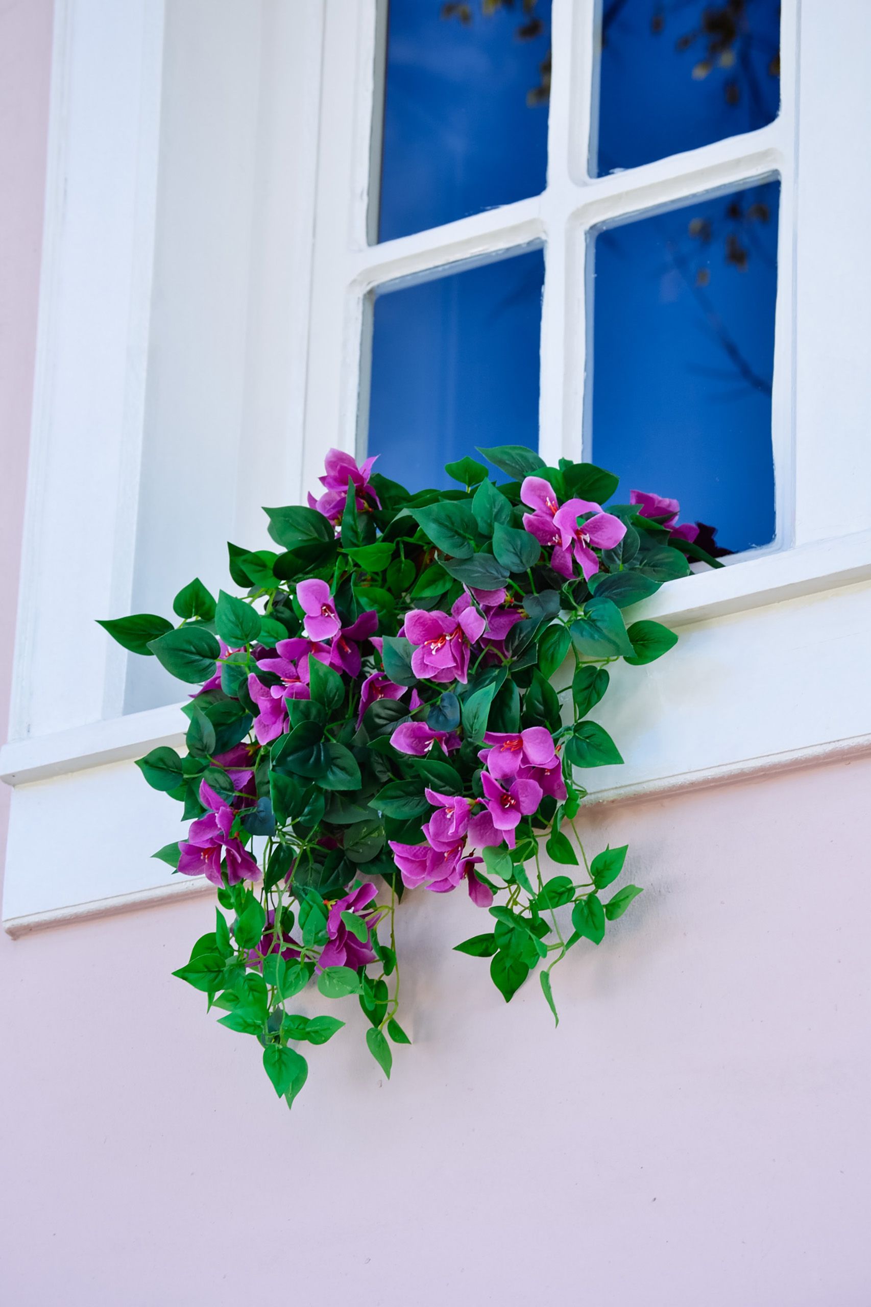 Purple Flowers Blooming Outside a Window · Free Stock Photo