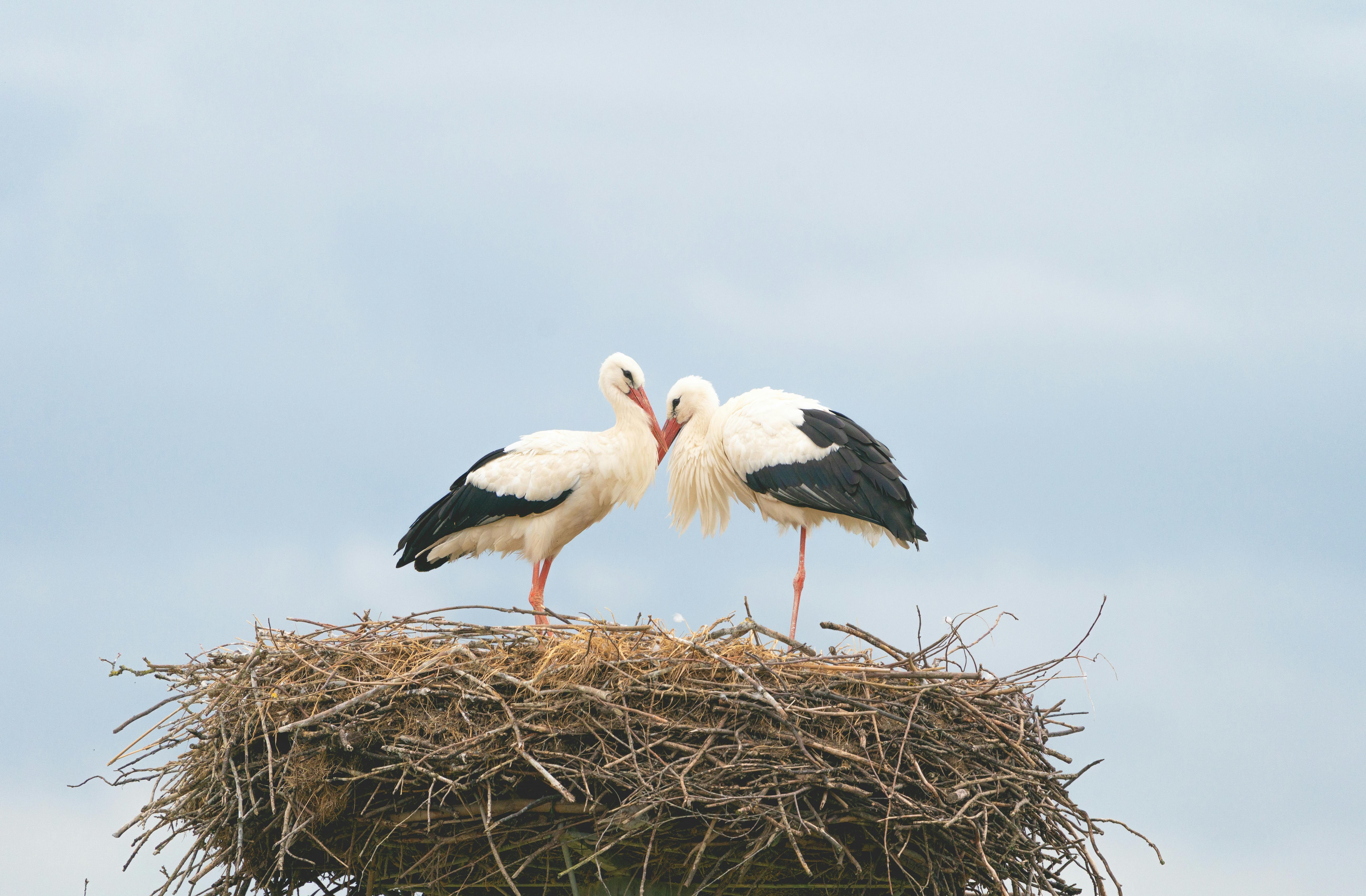 Two Storks in a Nest · Free Stock Photo