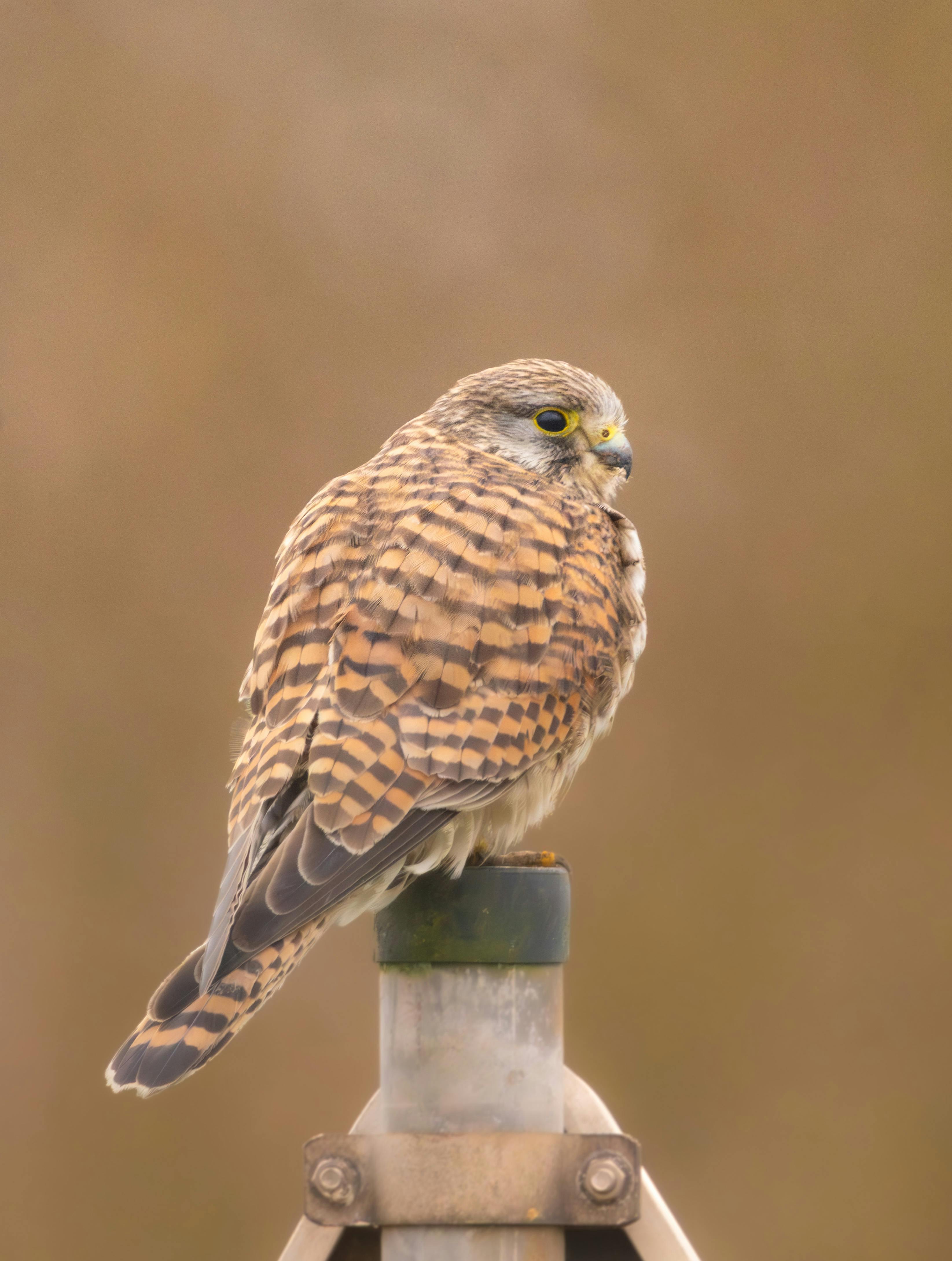 Common Kestrel Perching on a Pole · Free Stock Photo