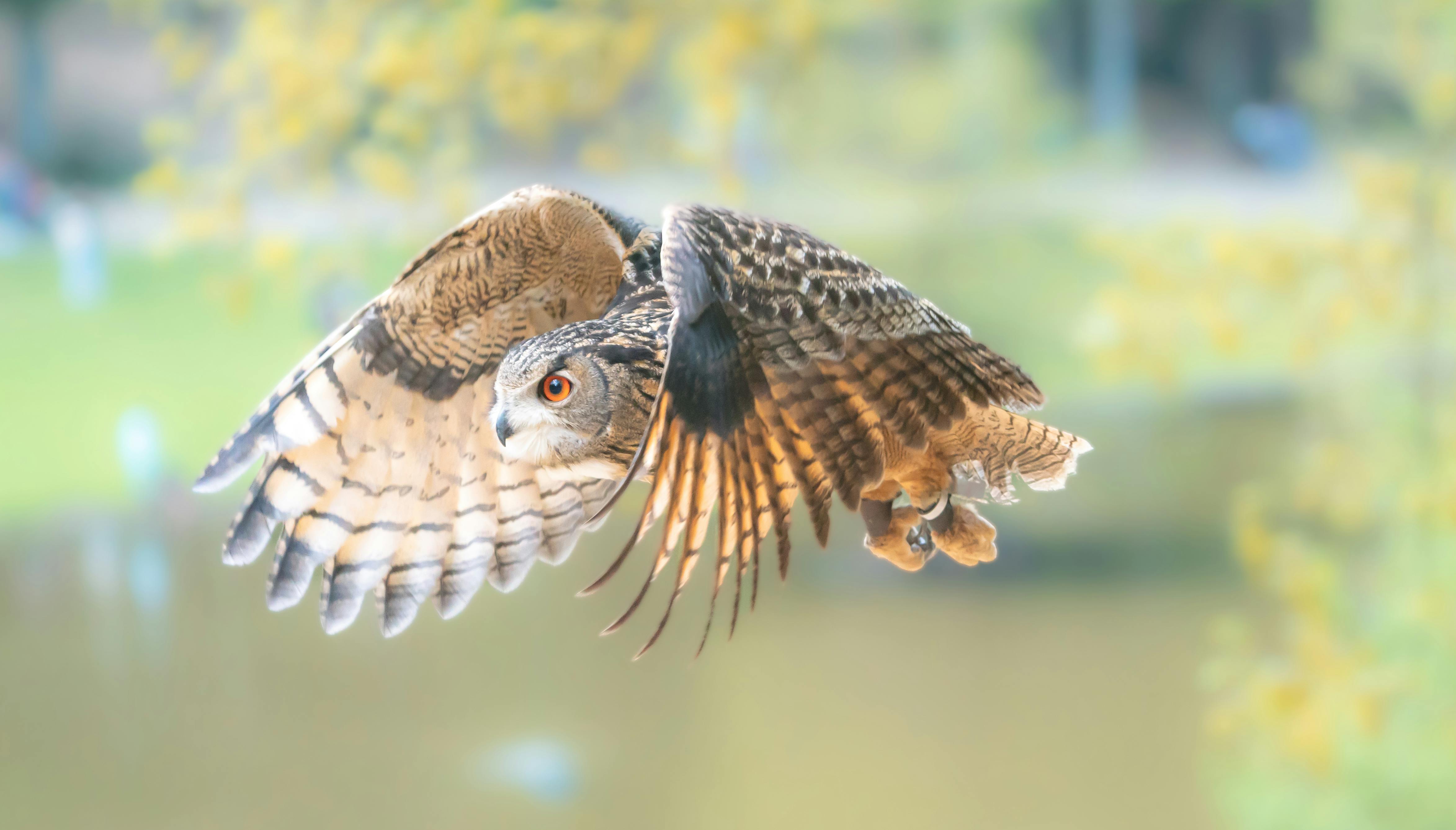 Owl Flying Photos, Download The BEST Free Owl Flying Stock Photos & HD ...