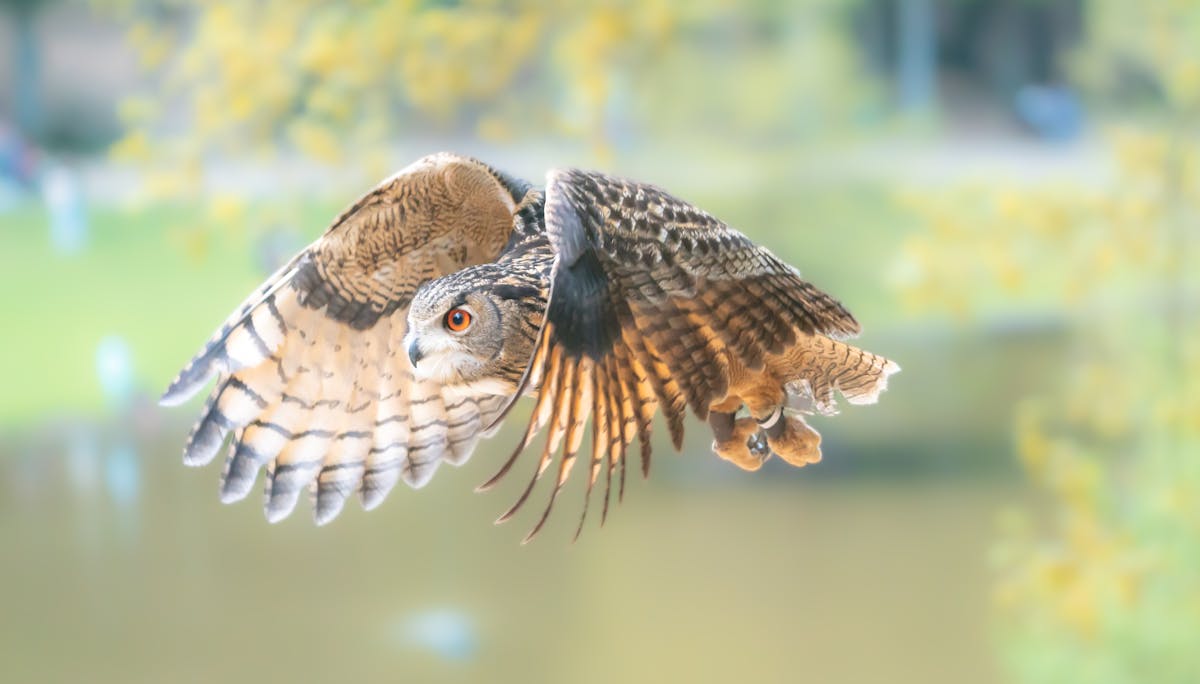 Owl Flying Photos, Download The BEST Free Owl Flying Stock Photos & HD ...