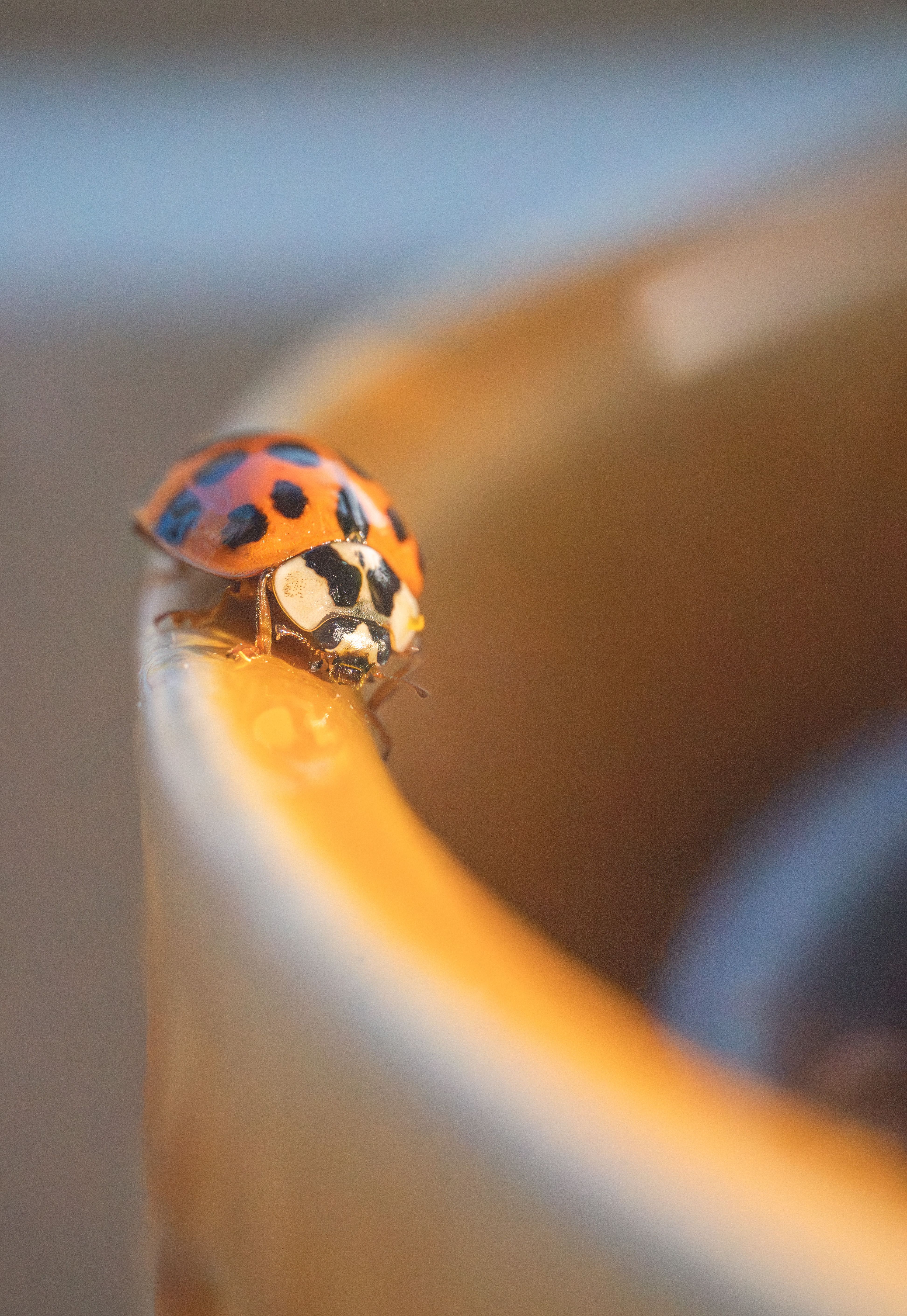 Ladybug Crawling on a Rim · Free Stock Photo