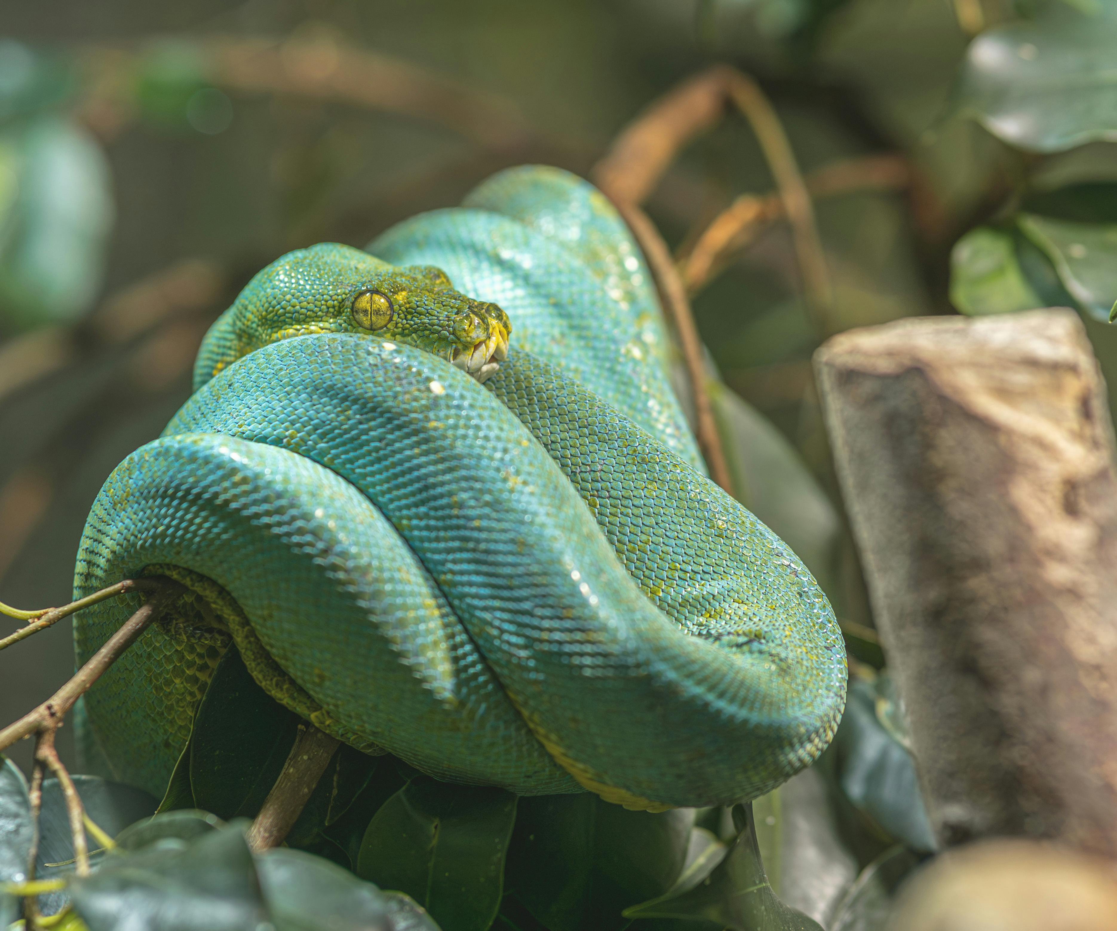 Green Tree Python Hanging on a Branch · Free Stock Photo