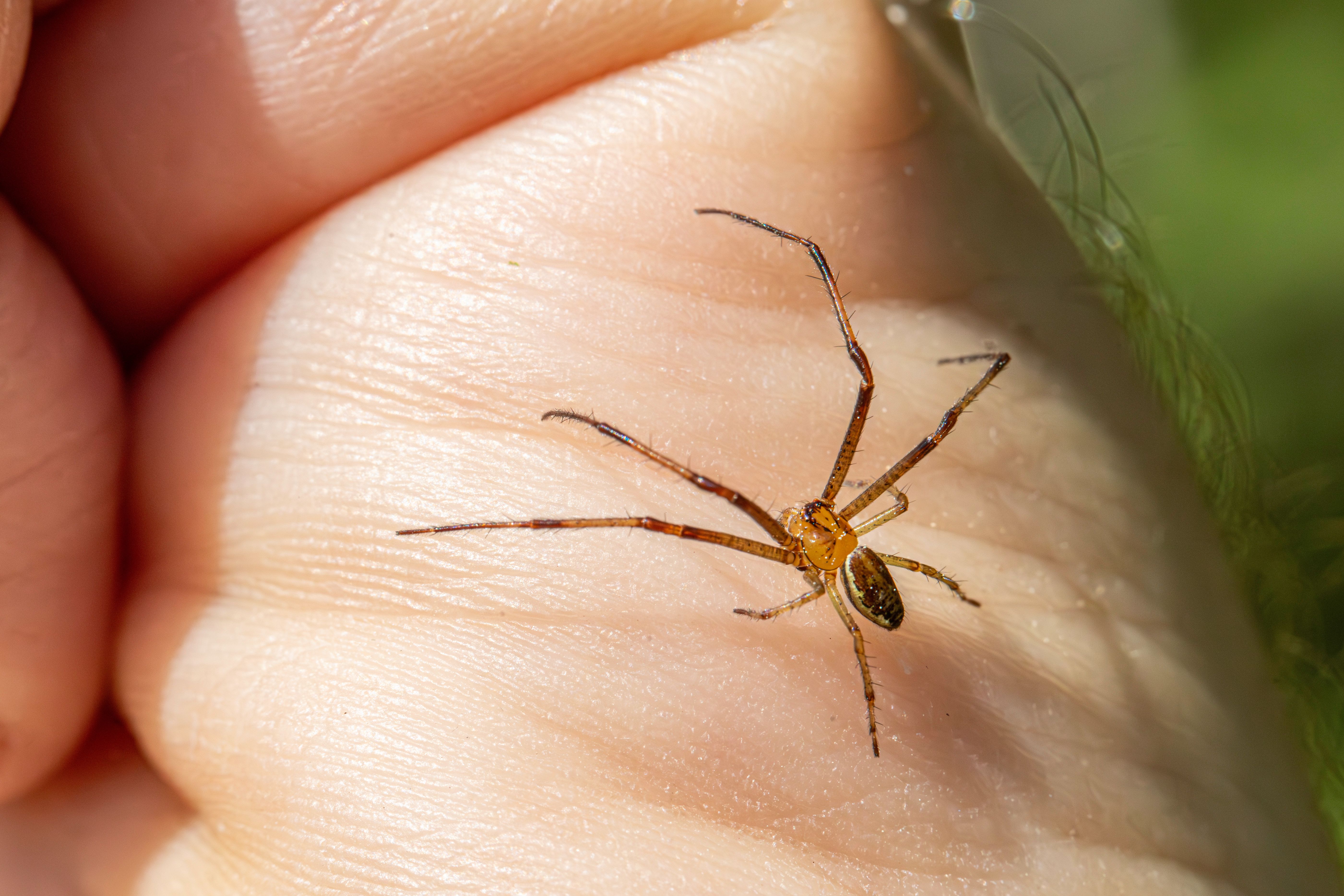 Spider Morphology Photos, Download The BEST Free Spider Morphology ...