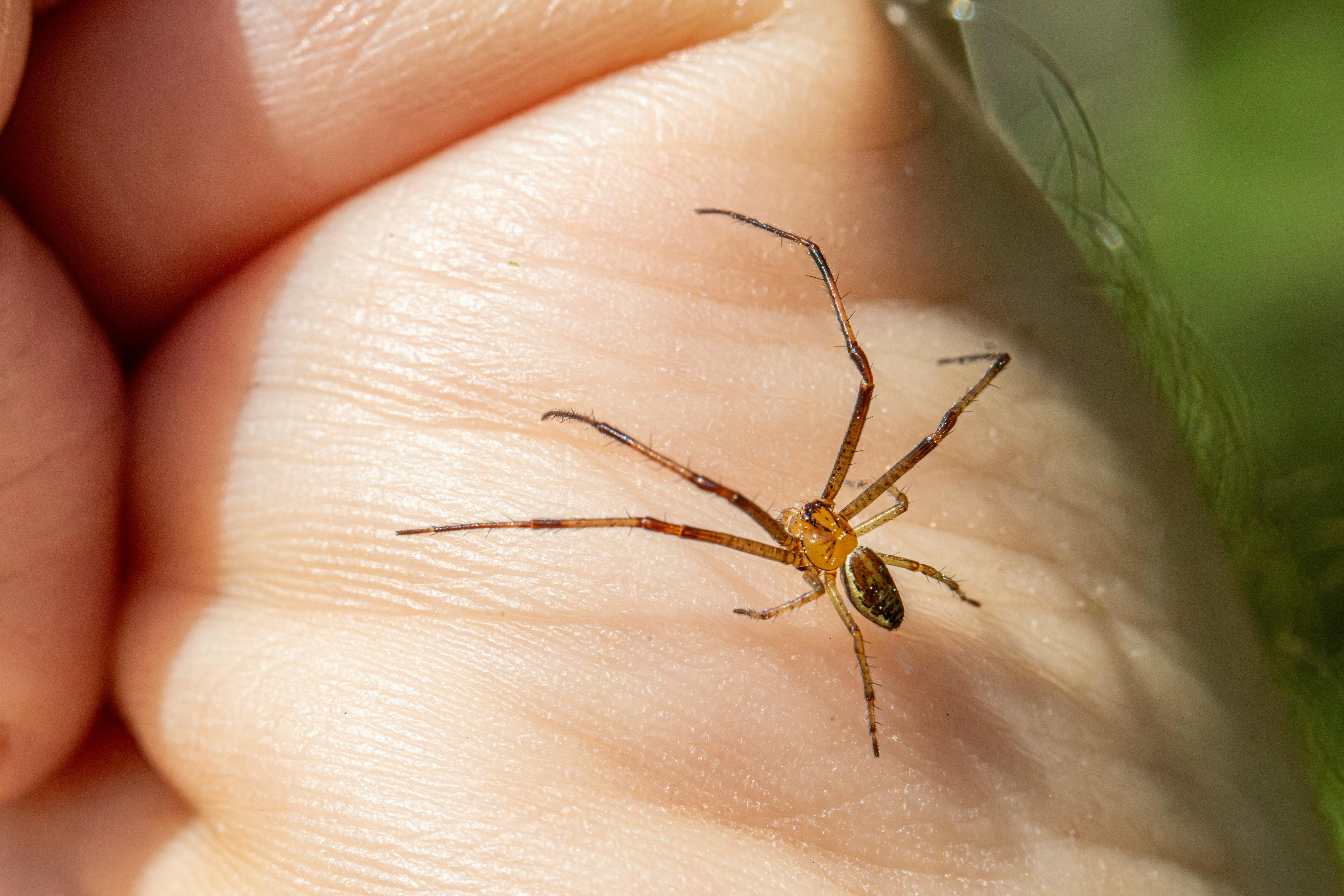 Anansi Spider Photos, Download The BEST Free Anansi Spider Stock Photos ...