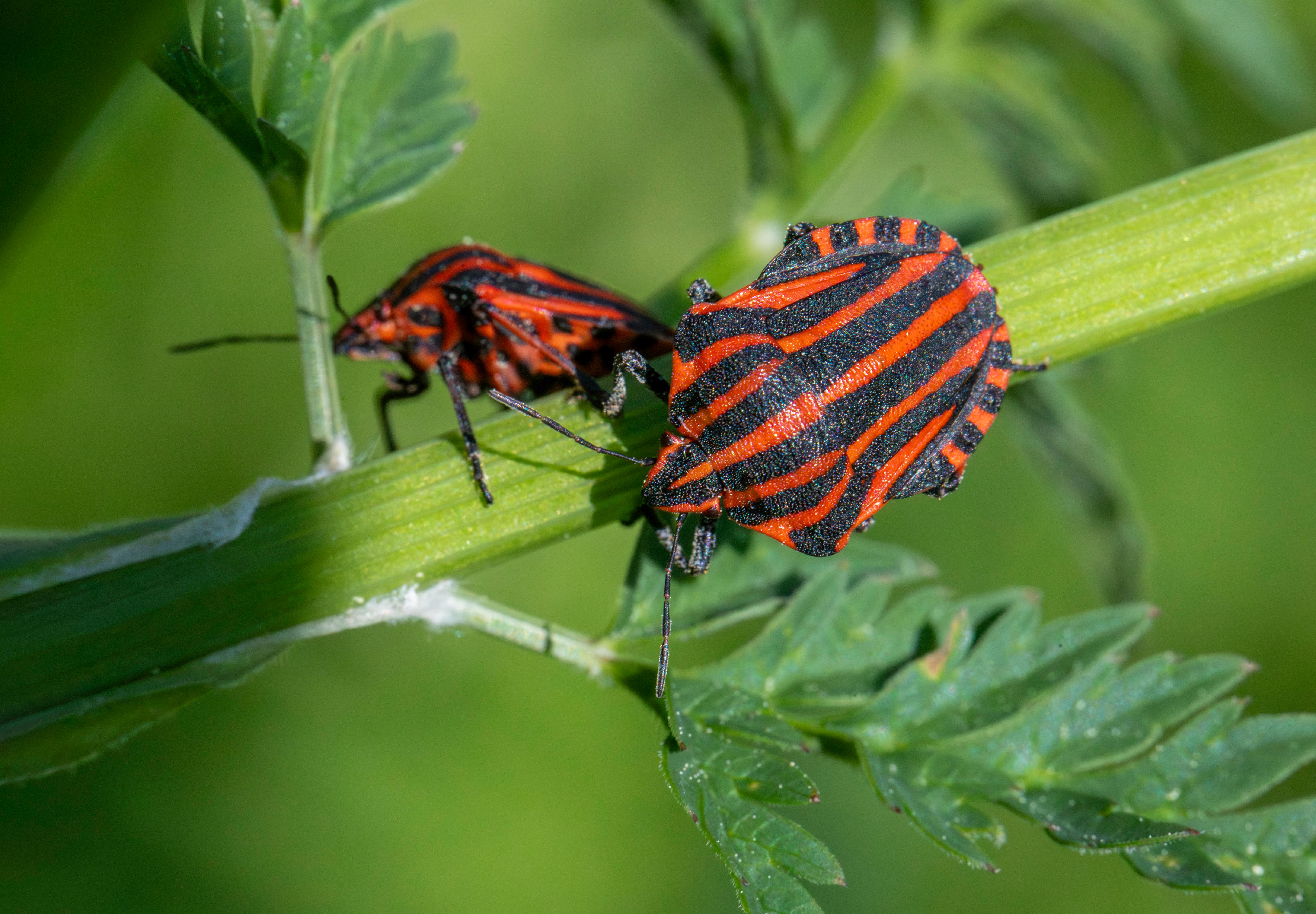 Two red and black striped bugs on a plant · Free Stock Photo
