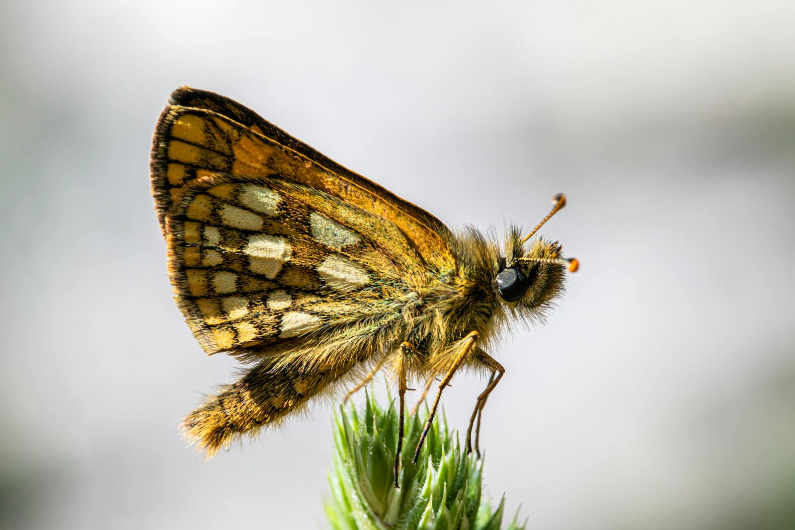 Butterfly Profile Photos, Download The BEST Free Butterfly Profile ...