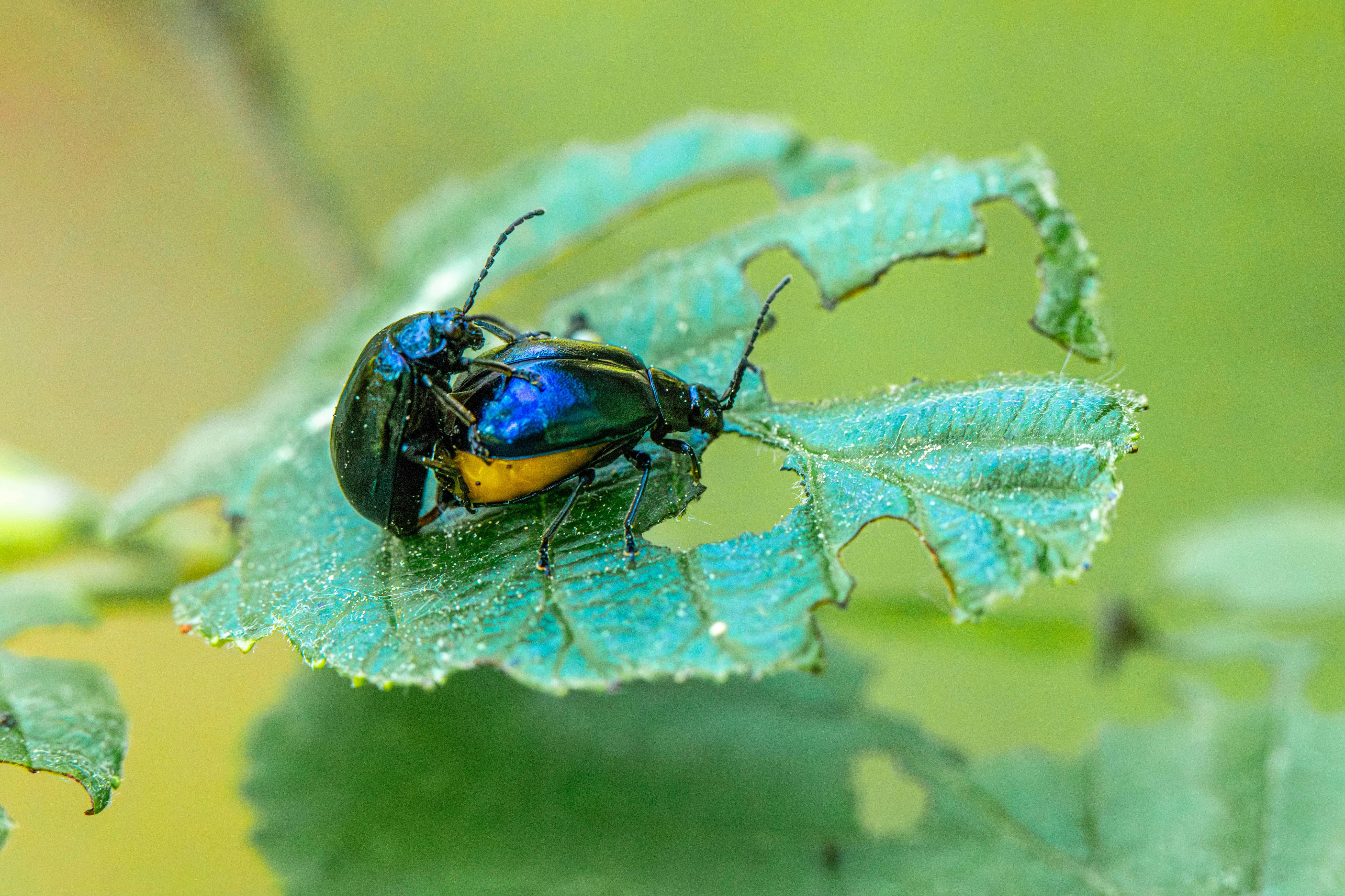 Two blue and black beetles sitting on a leaf · Free Stock Photo