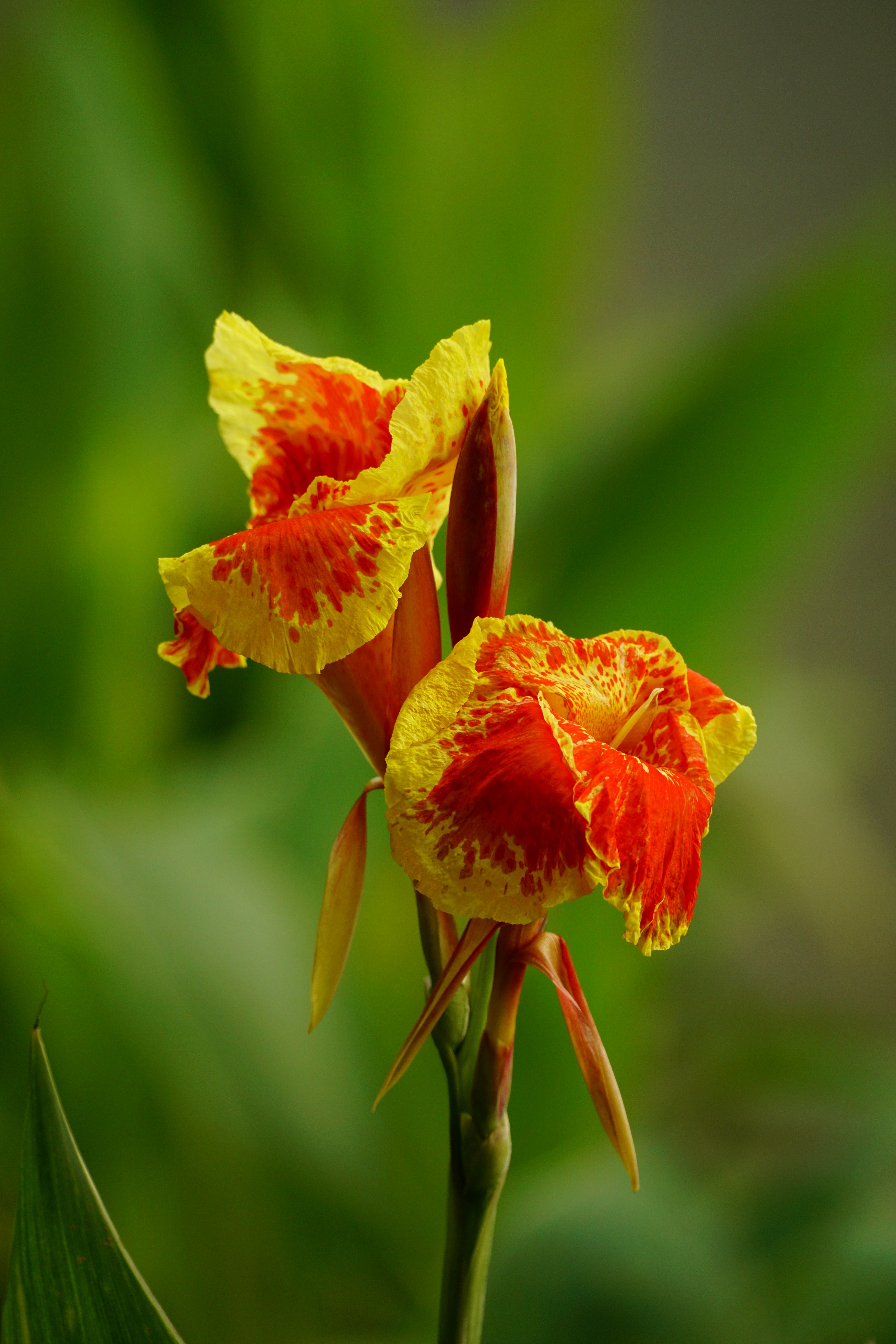 Indian Shot Blooming Outdoors · Free Stock Photo