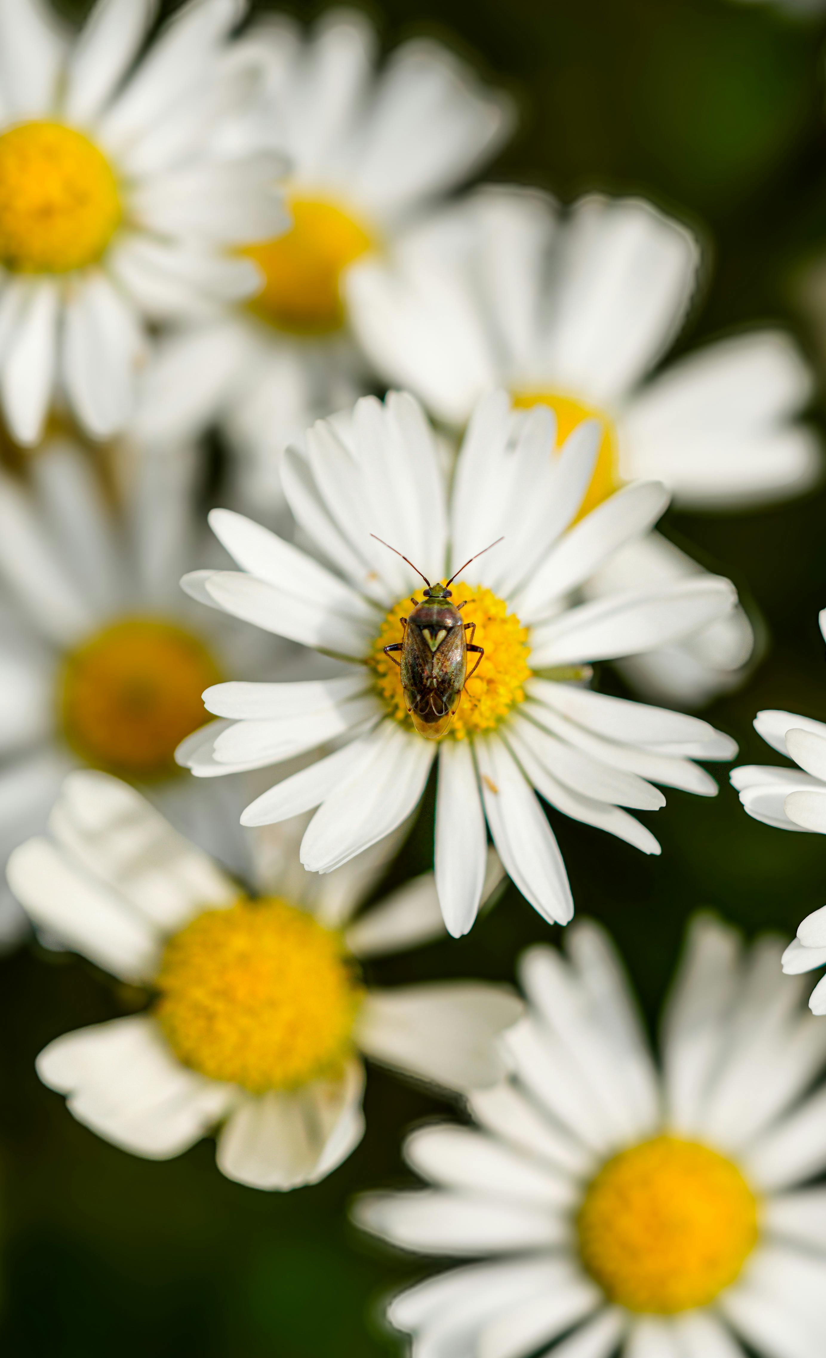 Lygus Bug Standing on a Daisy · Free Stock Photo