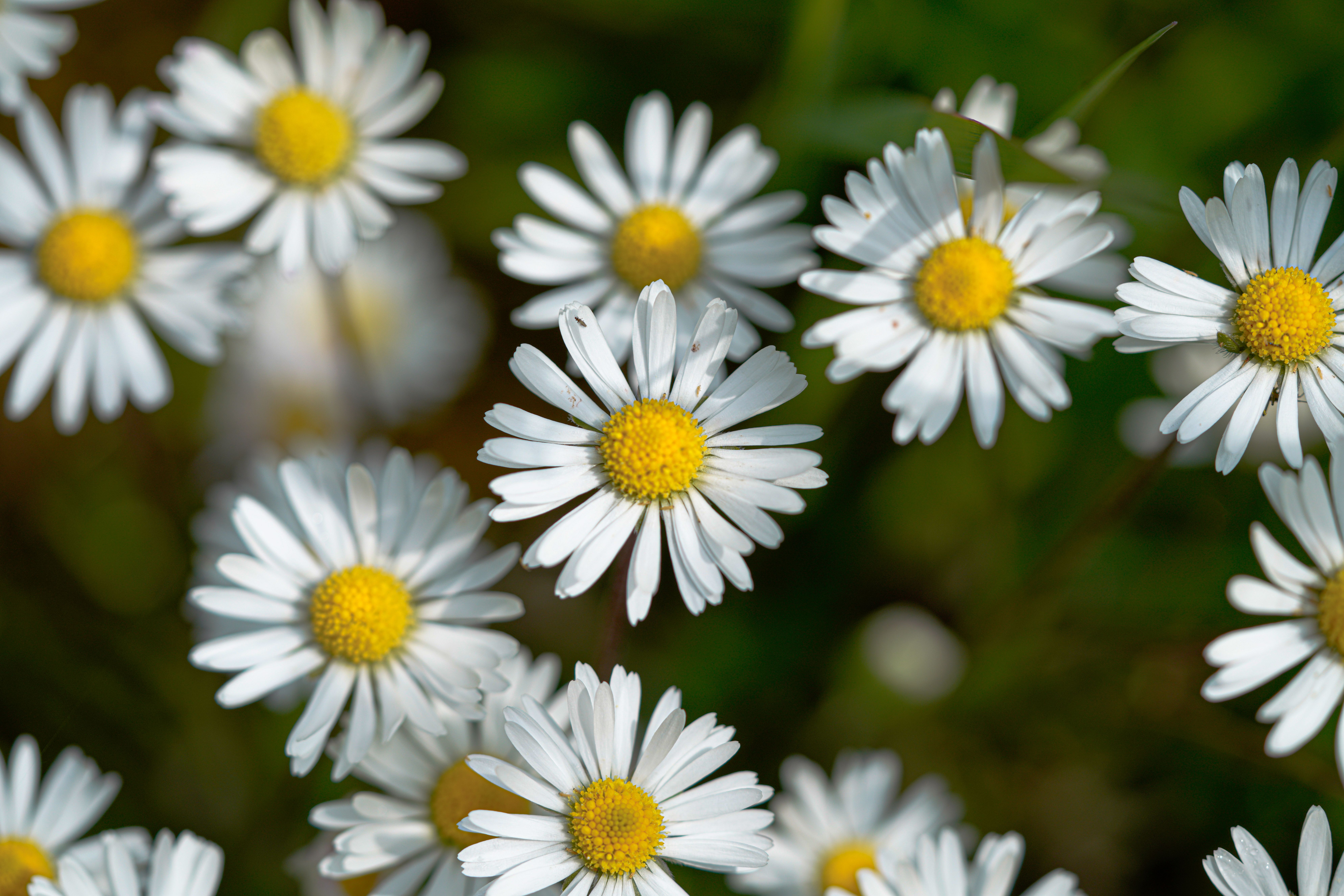 Chamomile Blooming in a Meadow · Free Stock Photo