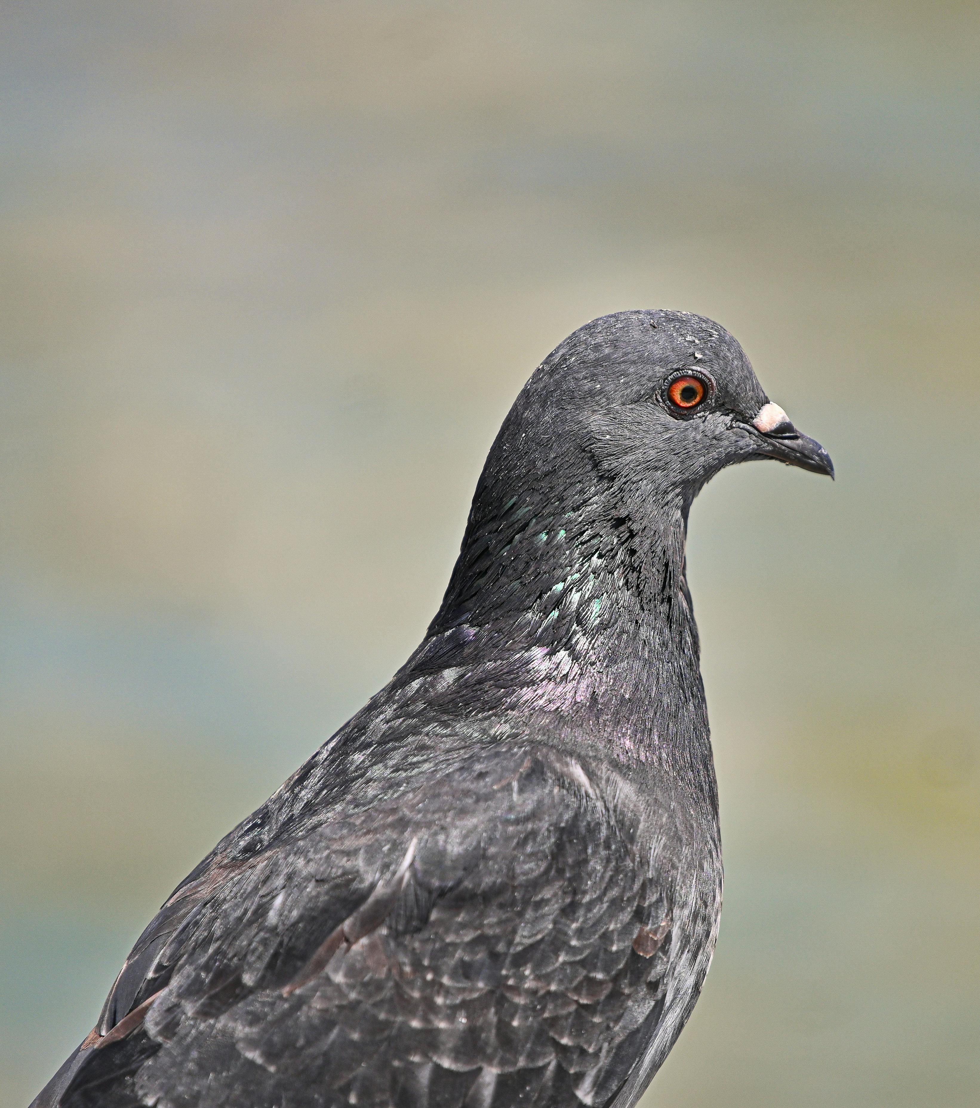 Close-up on a Pigeons Head · Free Stock Photo
