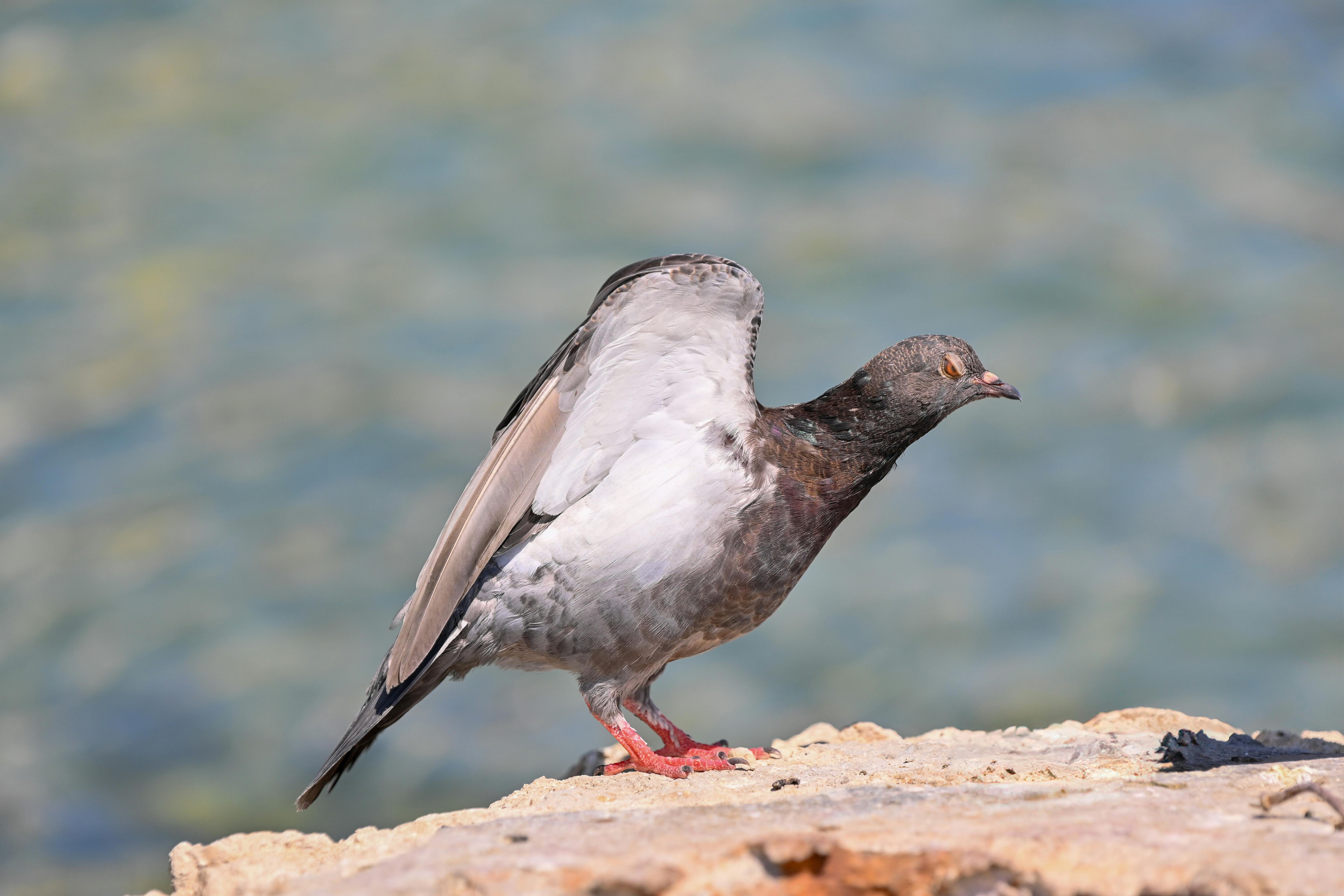 Pigeon Stance Photos, Download The BEST Free Pigeon Stance Stock Photos ...