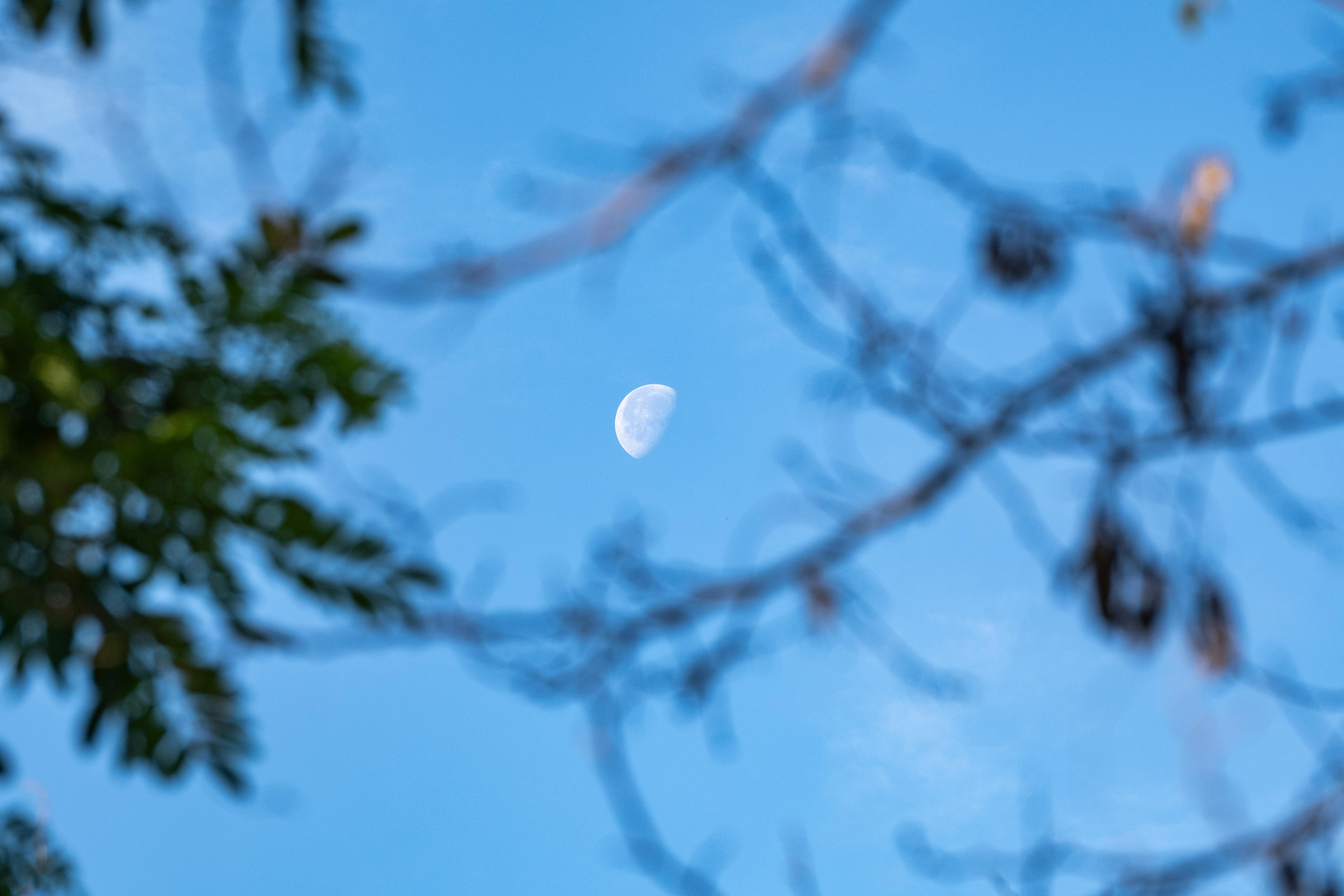 Half Moon Seen Between Tree Branches · Free Stock Photo