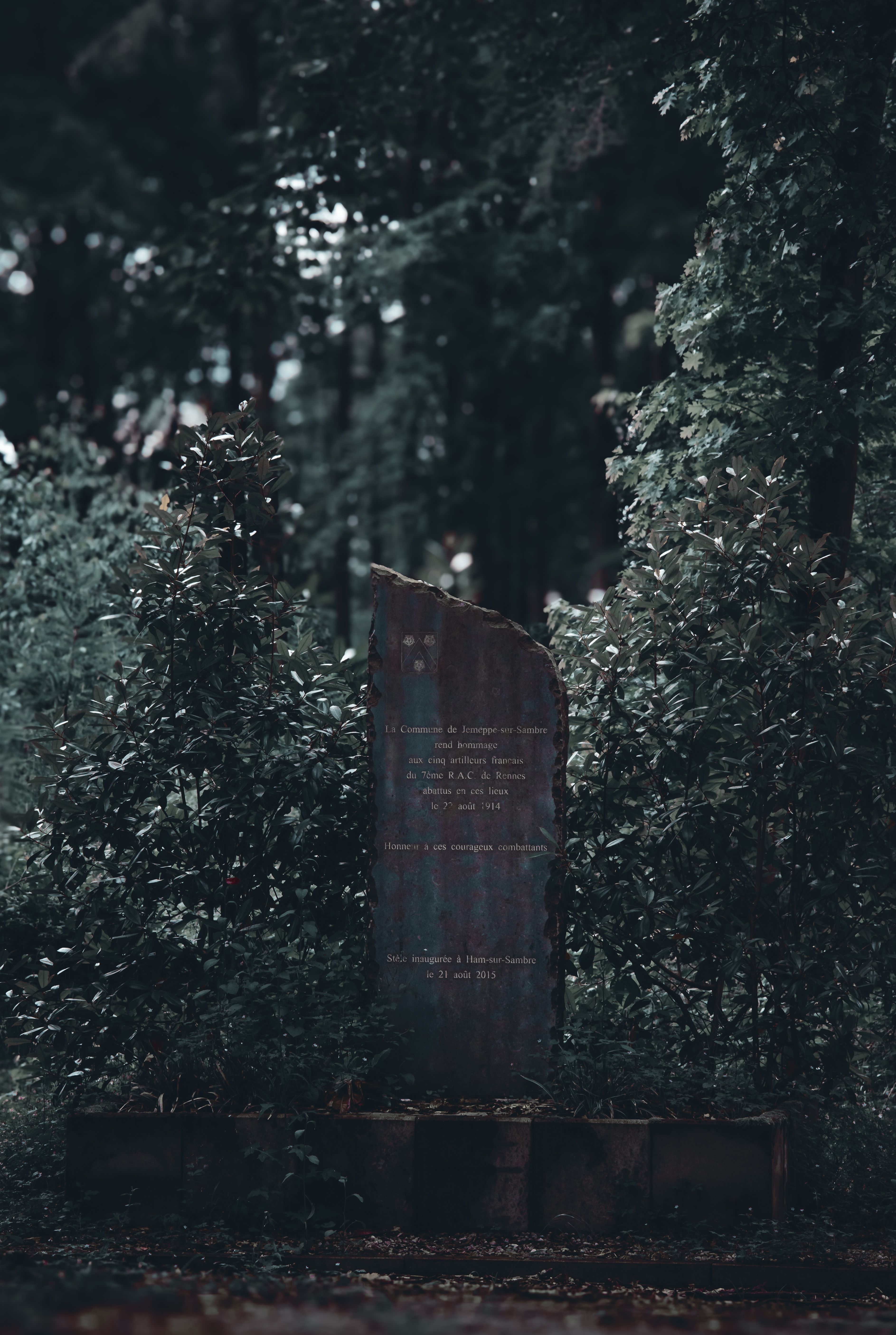 Tribute Photos, Download The BEST Free Tribute Stock Photos & HD Images