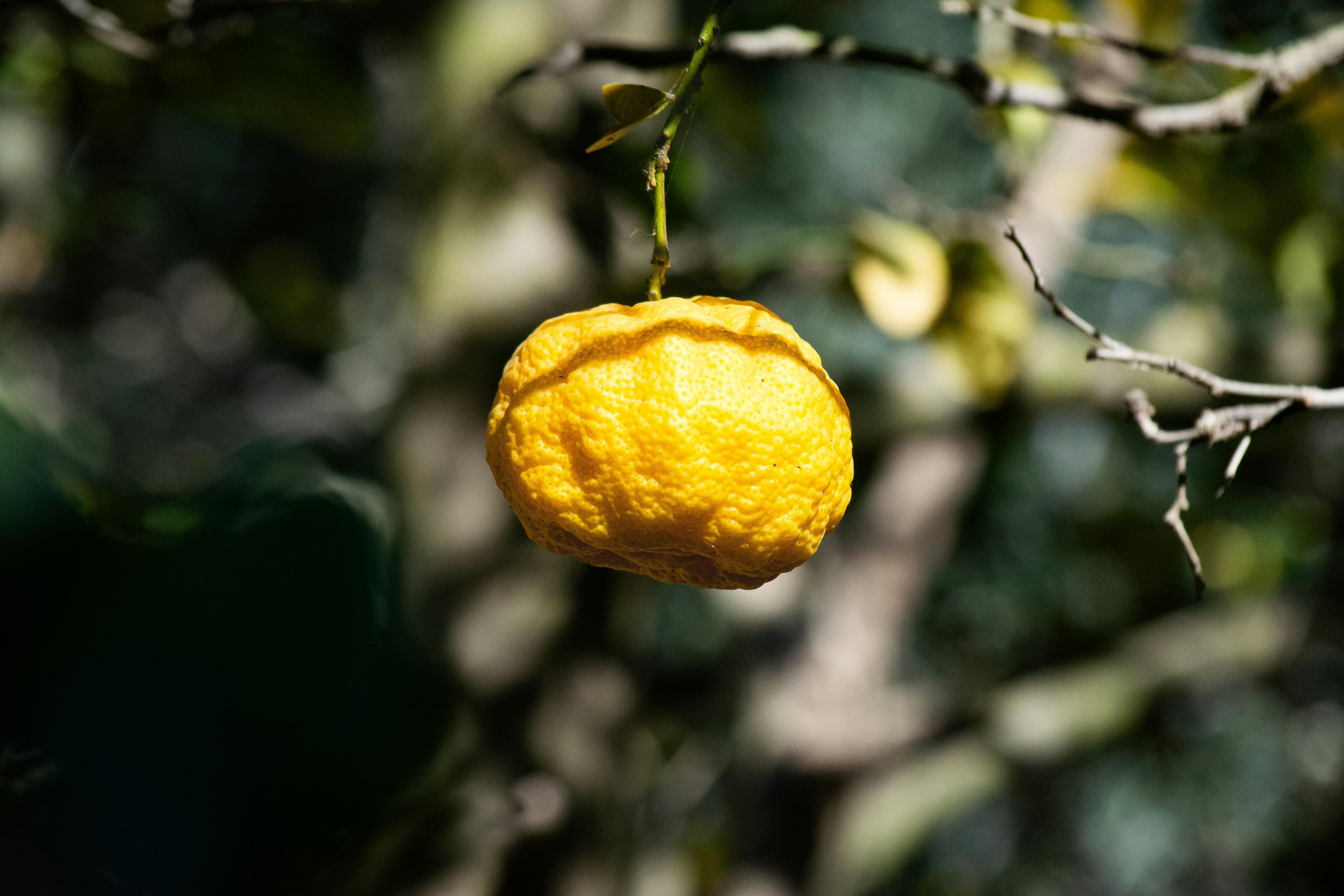Citrus Talent Photos, Download The BEST Free Citrus Talent Stock Photos ...