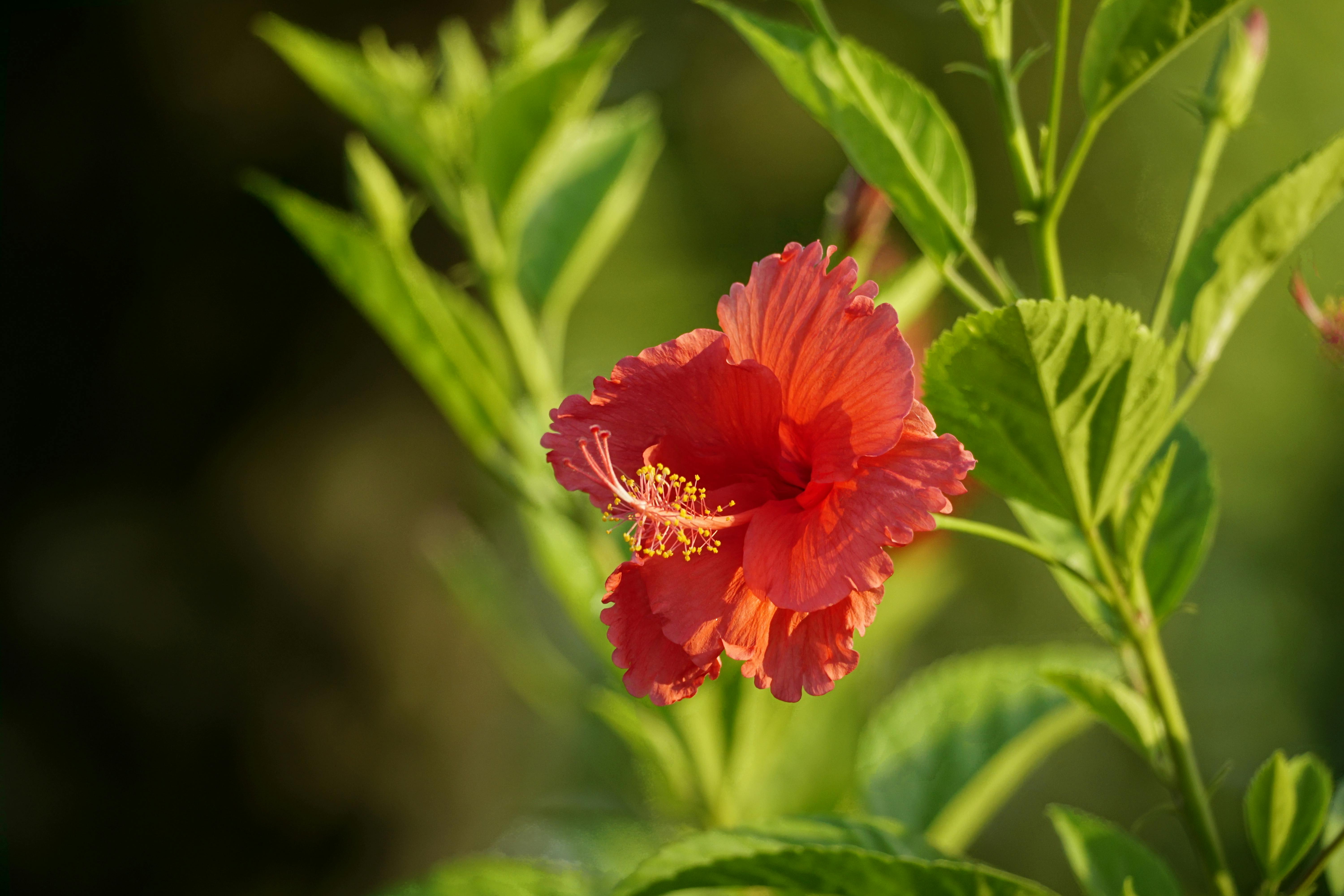 Red Garden Flower Photos, Download The BEST Free Red Garden Flower ...