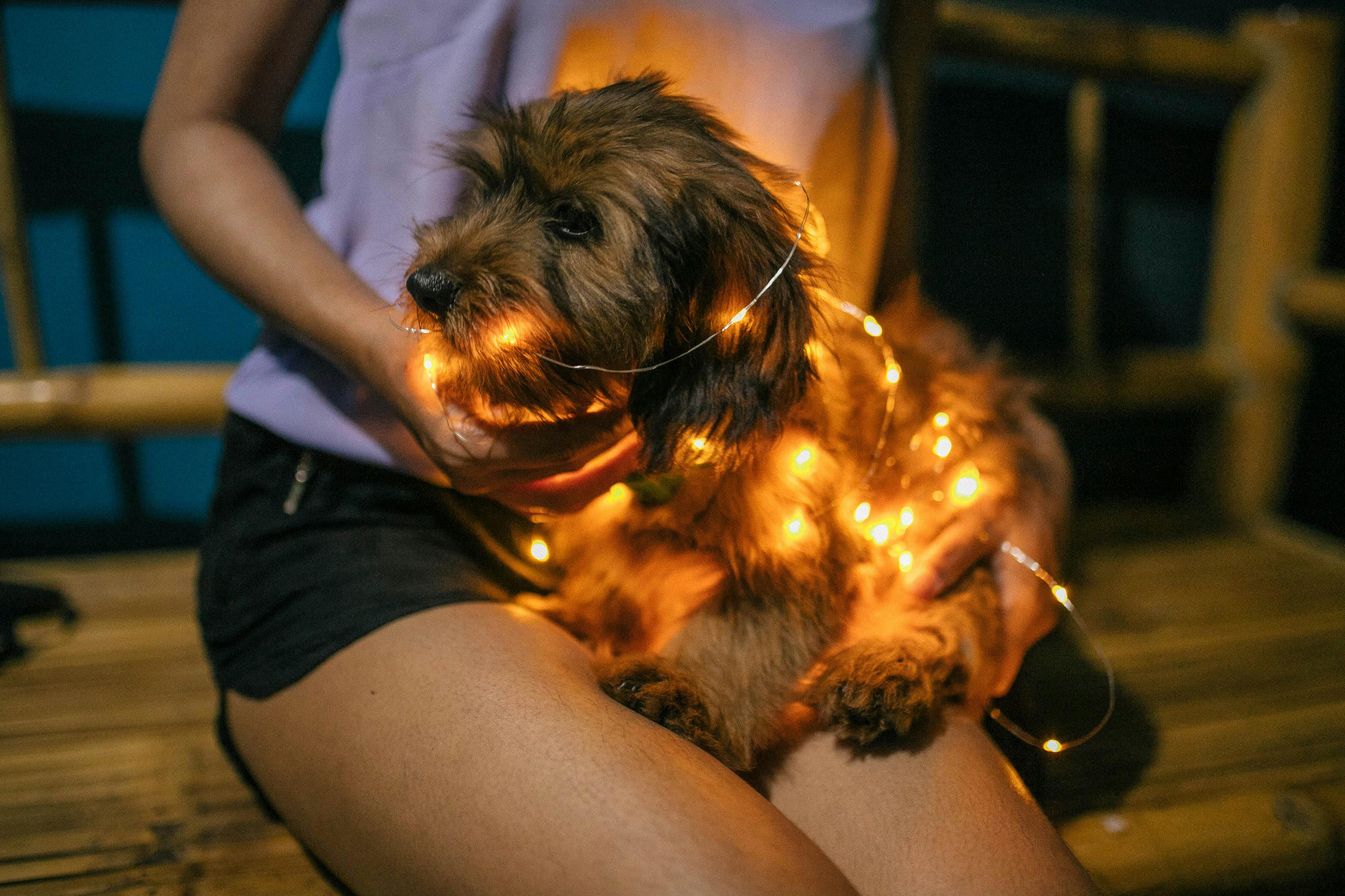 Person Holding Brown Dog Covered in String Lights · Free Stock Photo