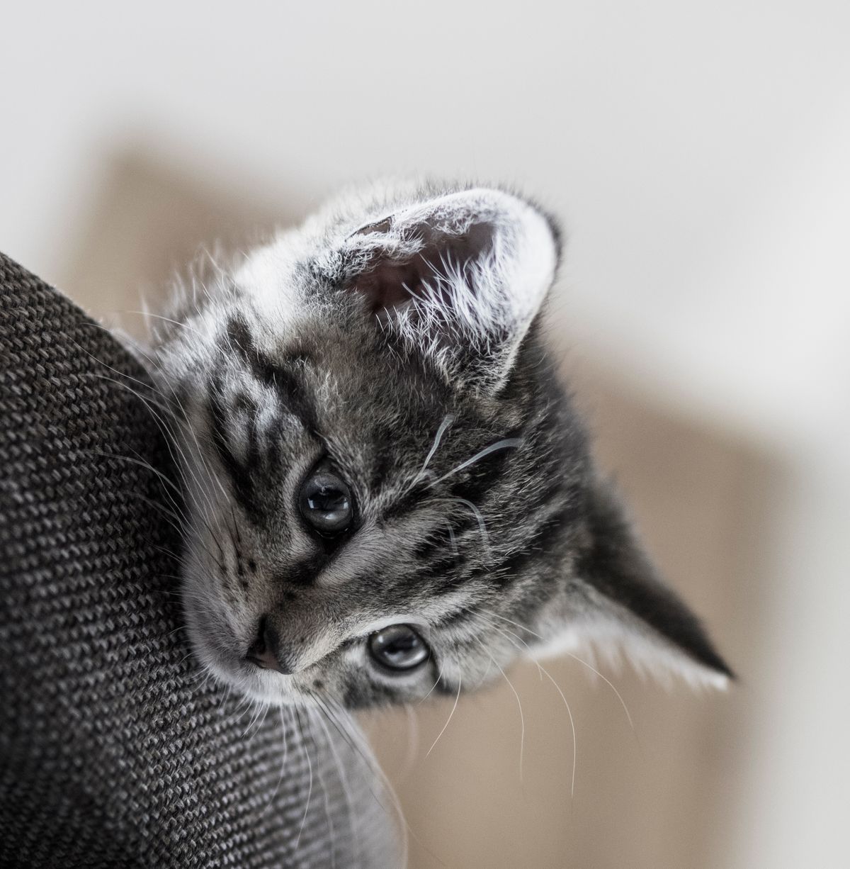 Cute Baby Kittens Photos, Download The BEST Free Cute Baby Kittens ...