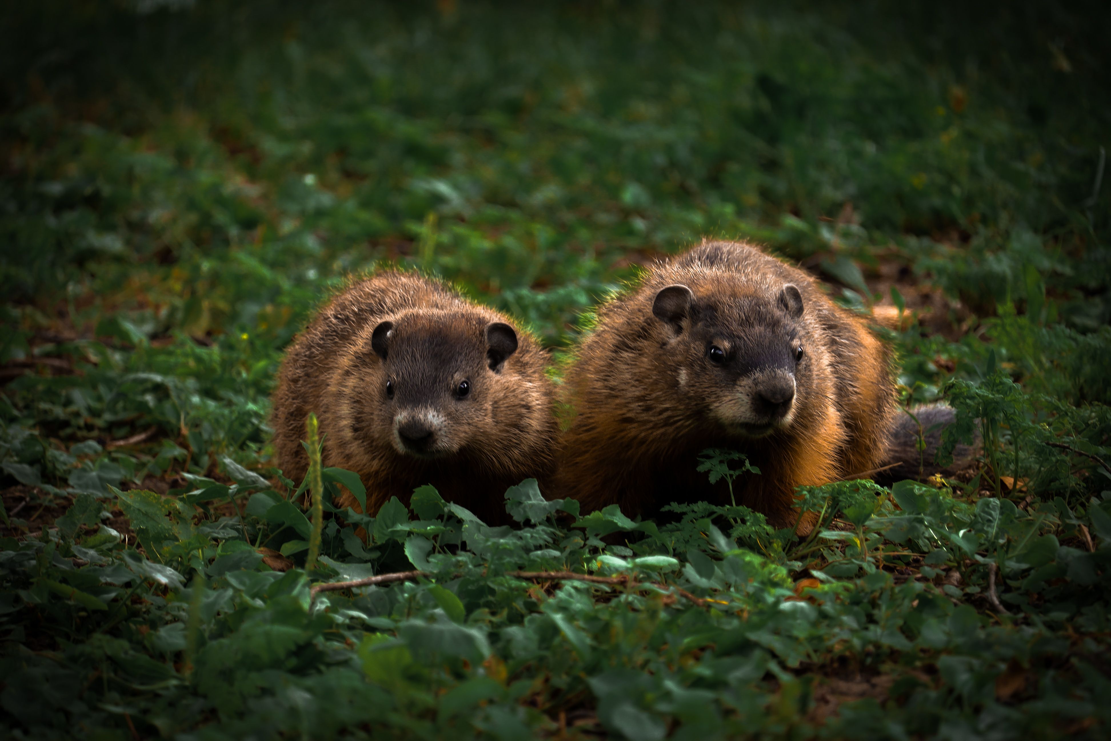 Two groundhogs are standing in the grass · Free Stock Photo