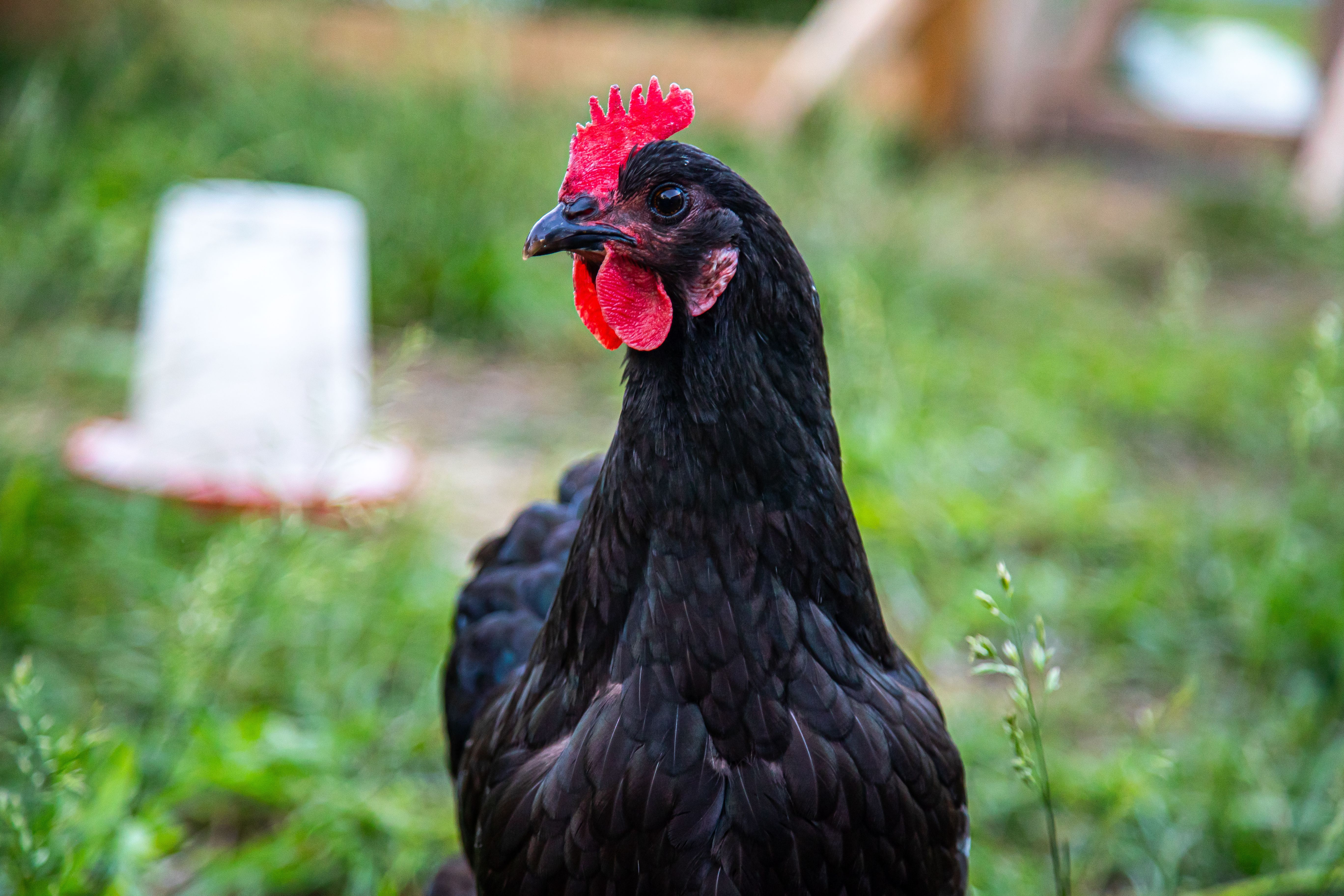 A Black Hen Standing on the Grass · Free Stock Photo
