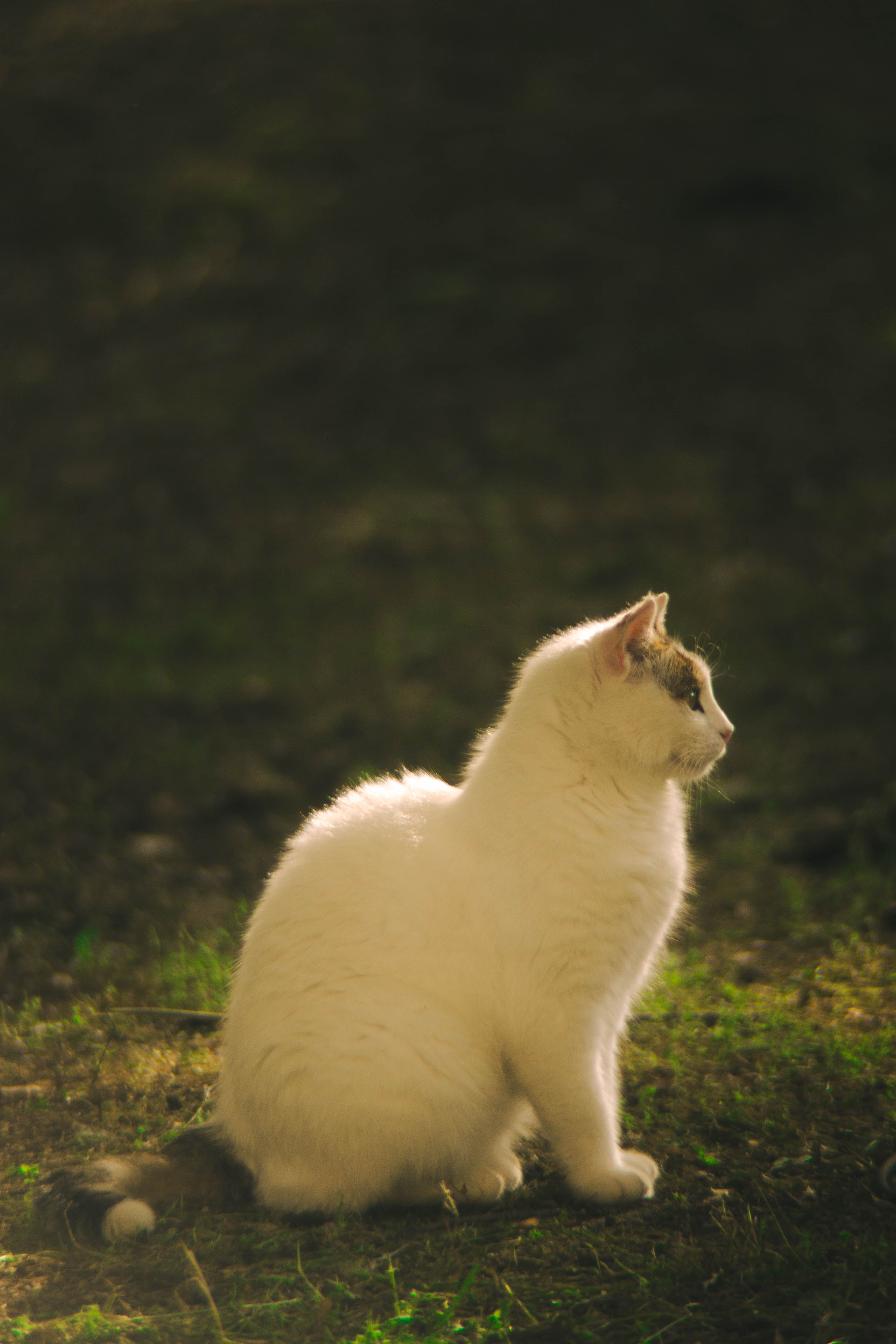 Cat Reachingn Side Photos, Download The BEST Free Cat Reachingn Side ...
