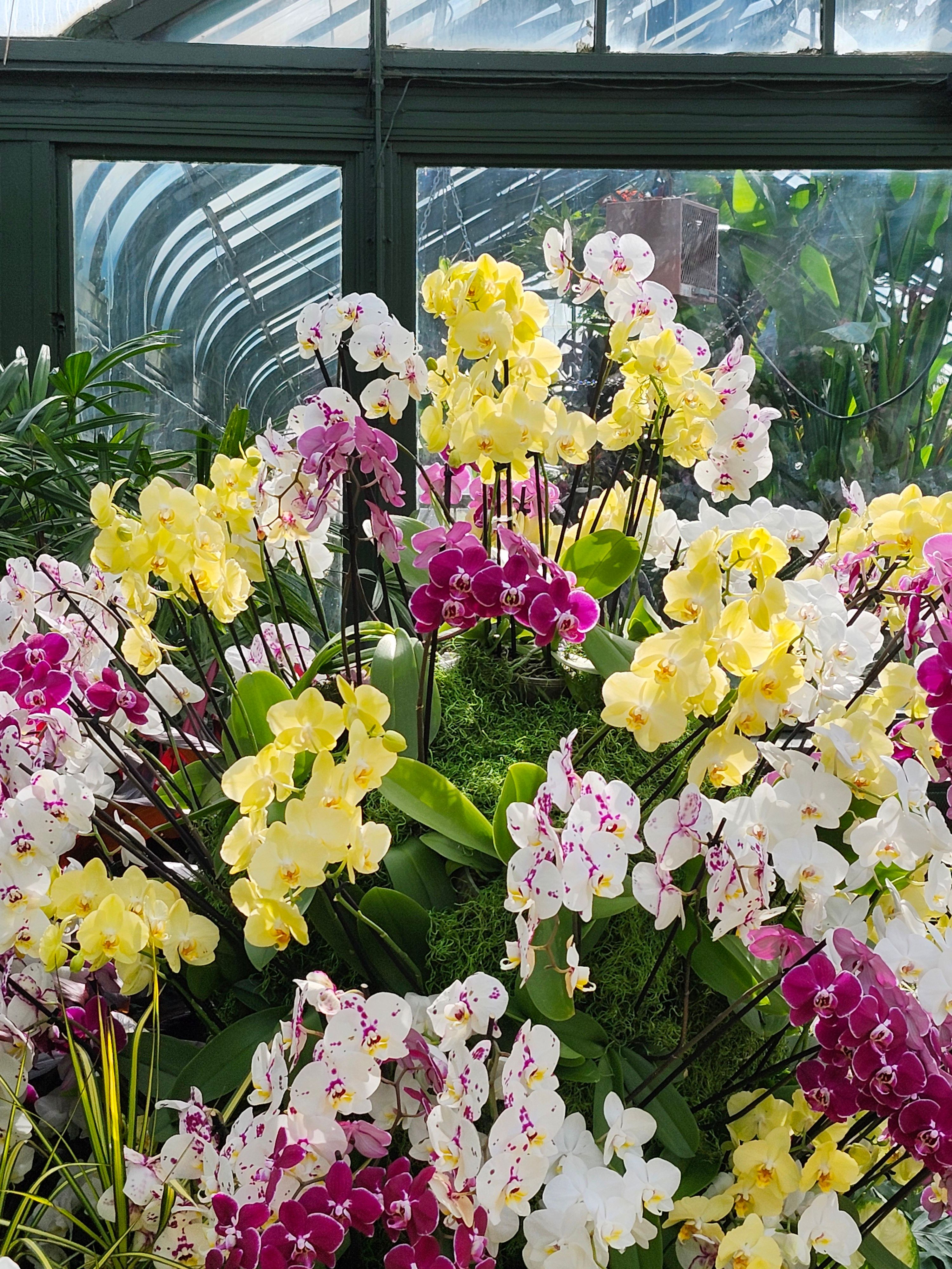 Colorful Orchids Flowers · Free Stock Photo