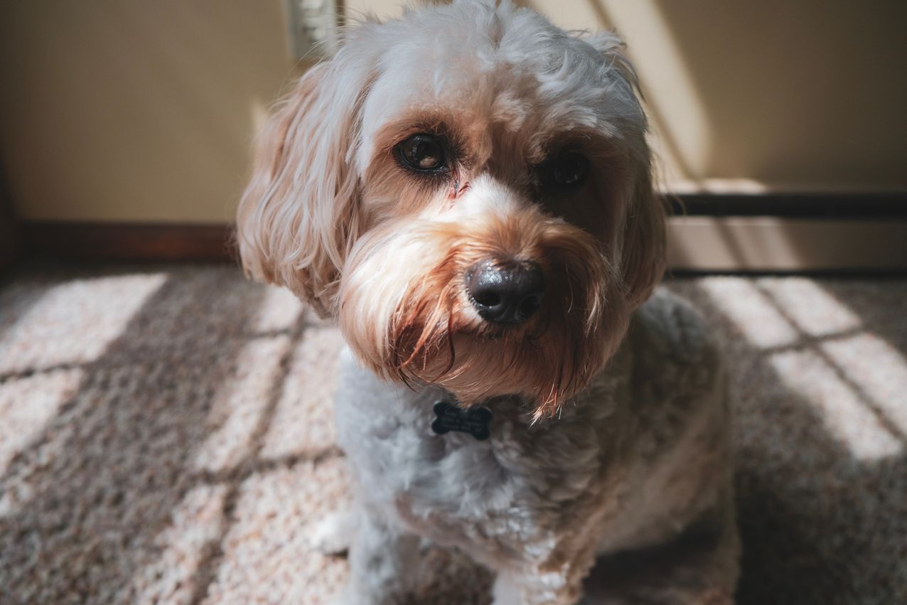 Yorkshire Terrier Pooping Blood: Causes & Treatment Options